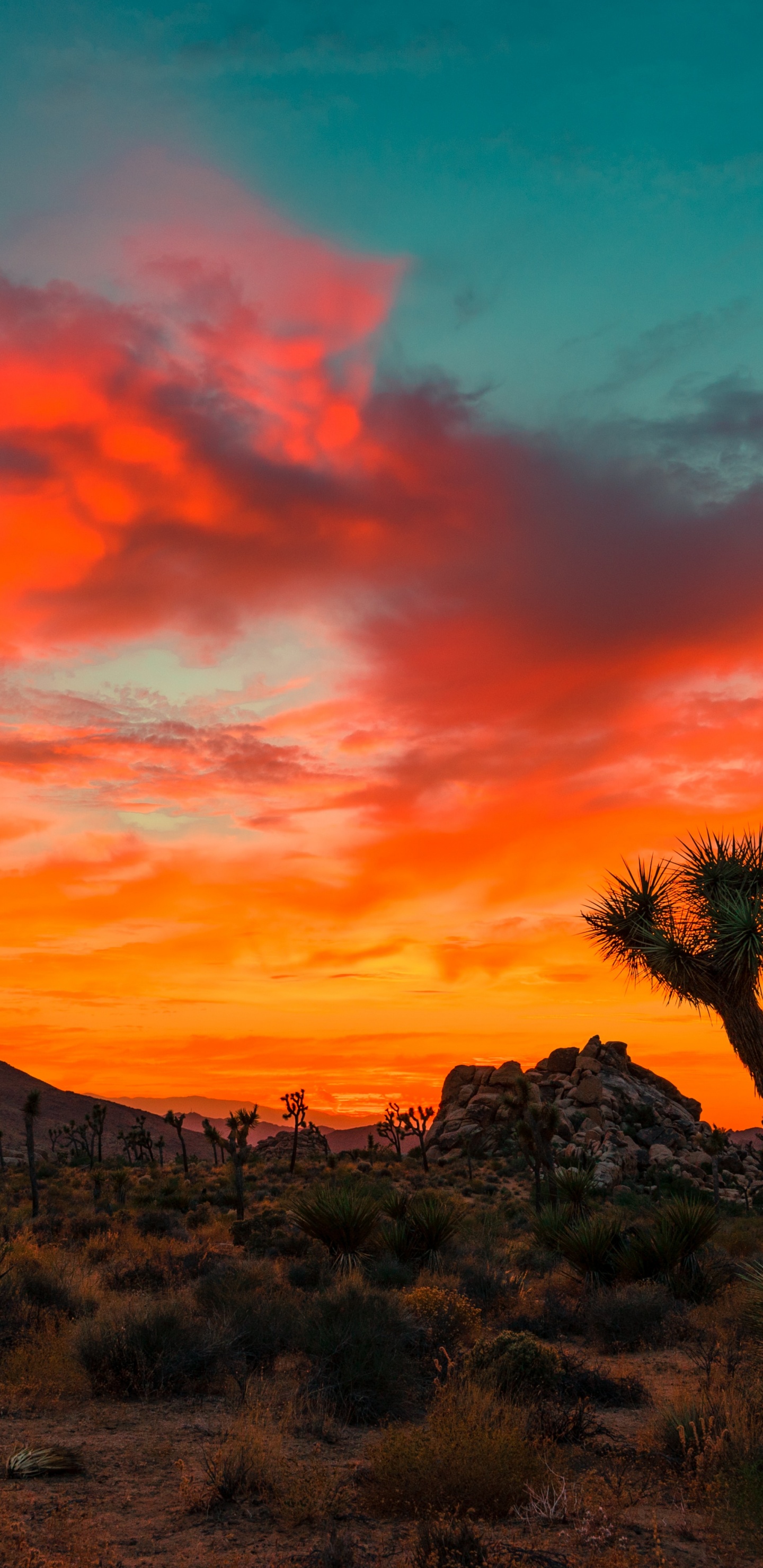 Joshua Tree Sunset, Joshua Tree National Park, Joshua Tree, Sunset ...