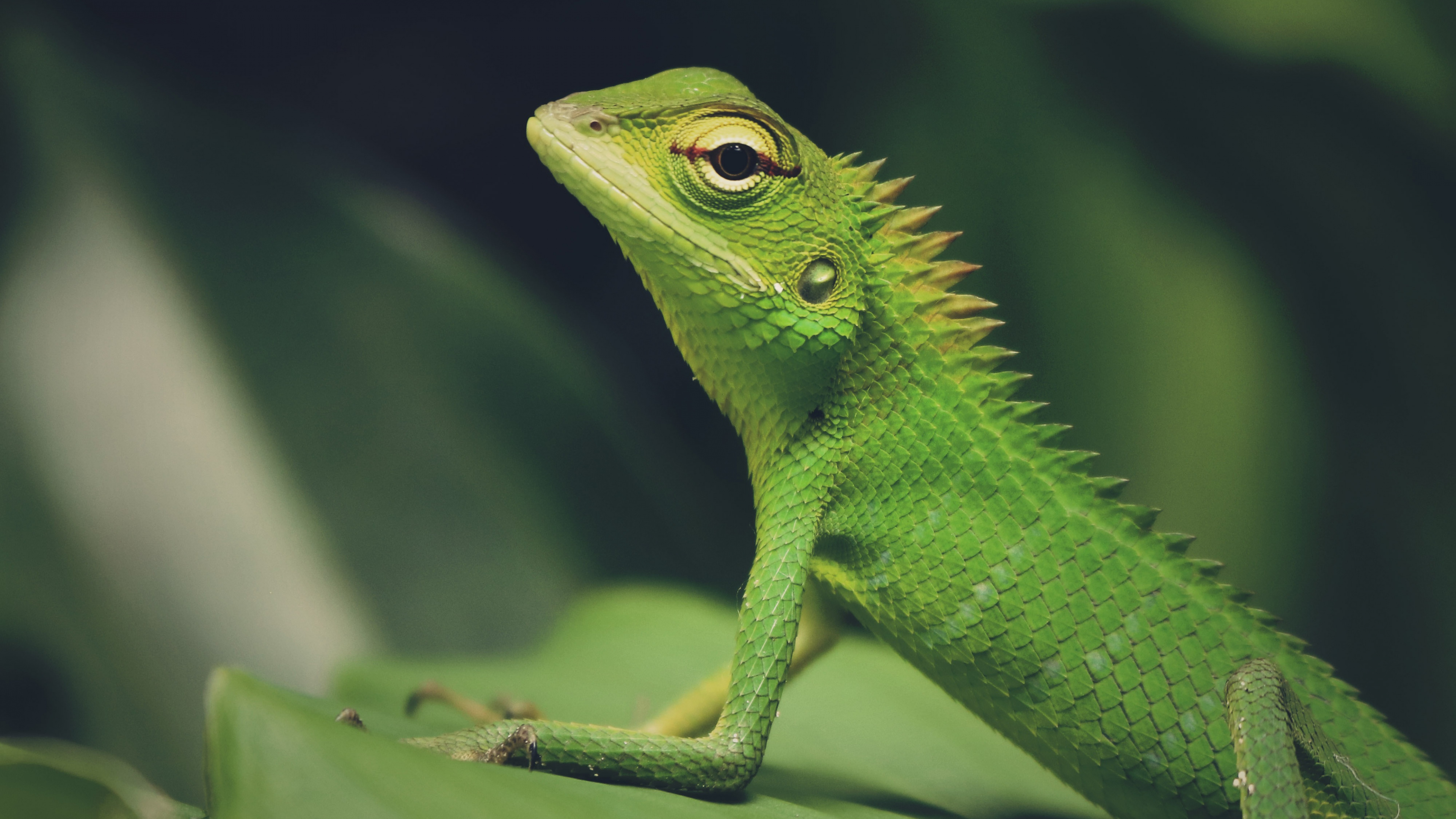 Wallpaper Green Lizard on Green Leaf, 4K Ultra HD Background - Download ...