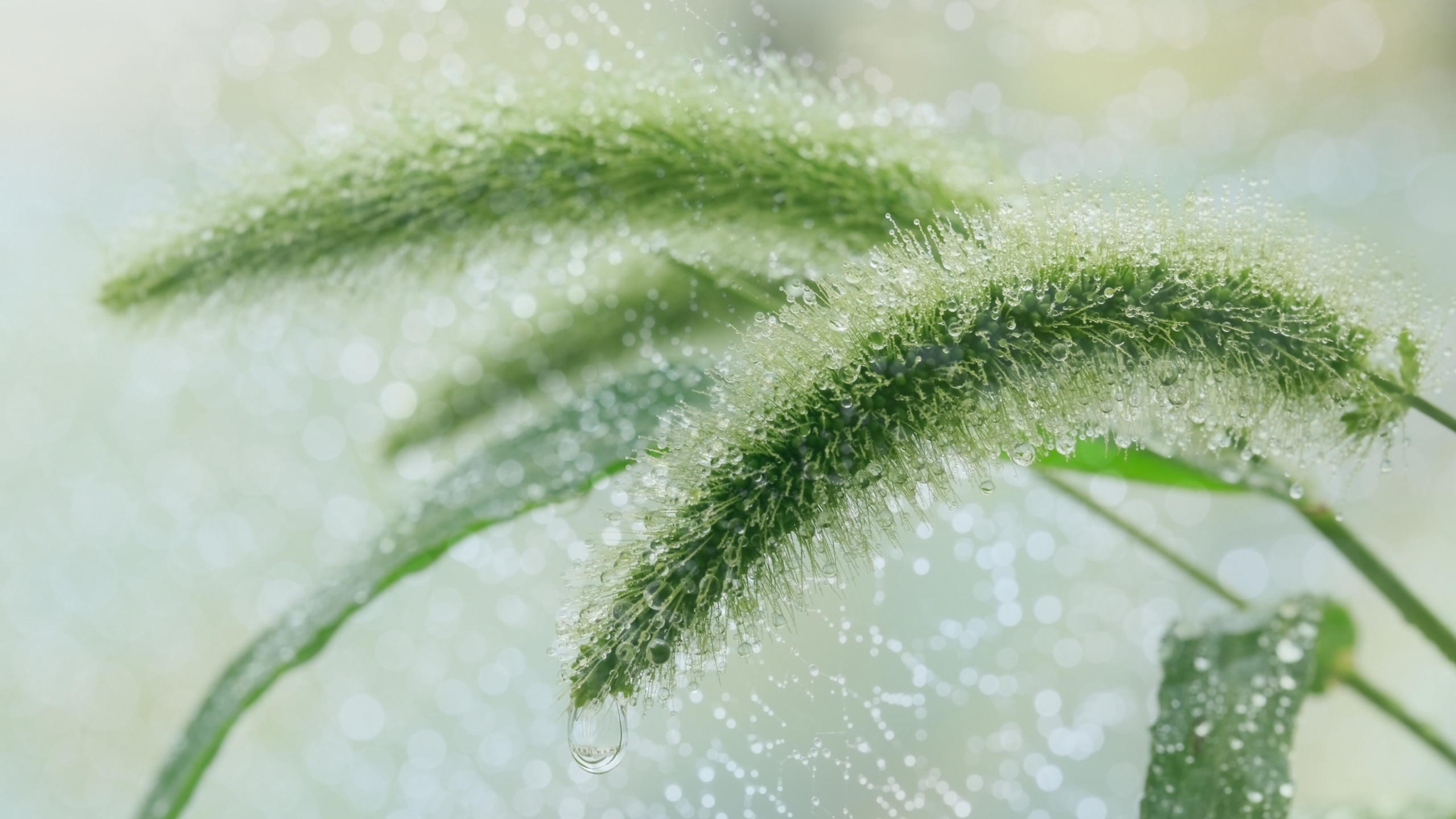 Wallpaper Rain Grass Rain Water Drop, Plants, Water, Grasses, Drop ...