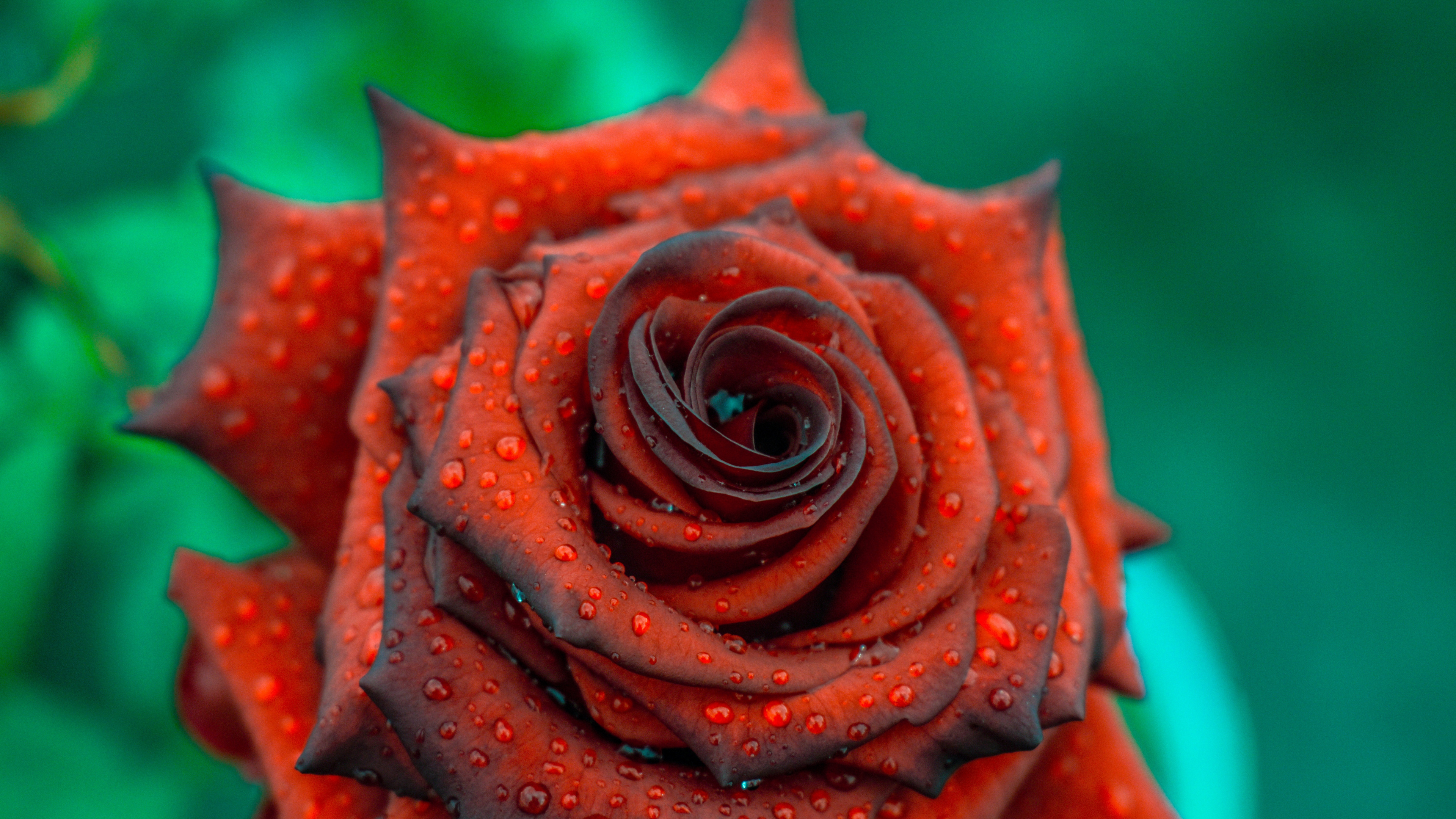 Wallpaper Pink Rose in Close up Photography, 4K Ultra HD Background ...