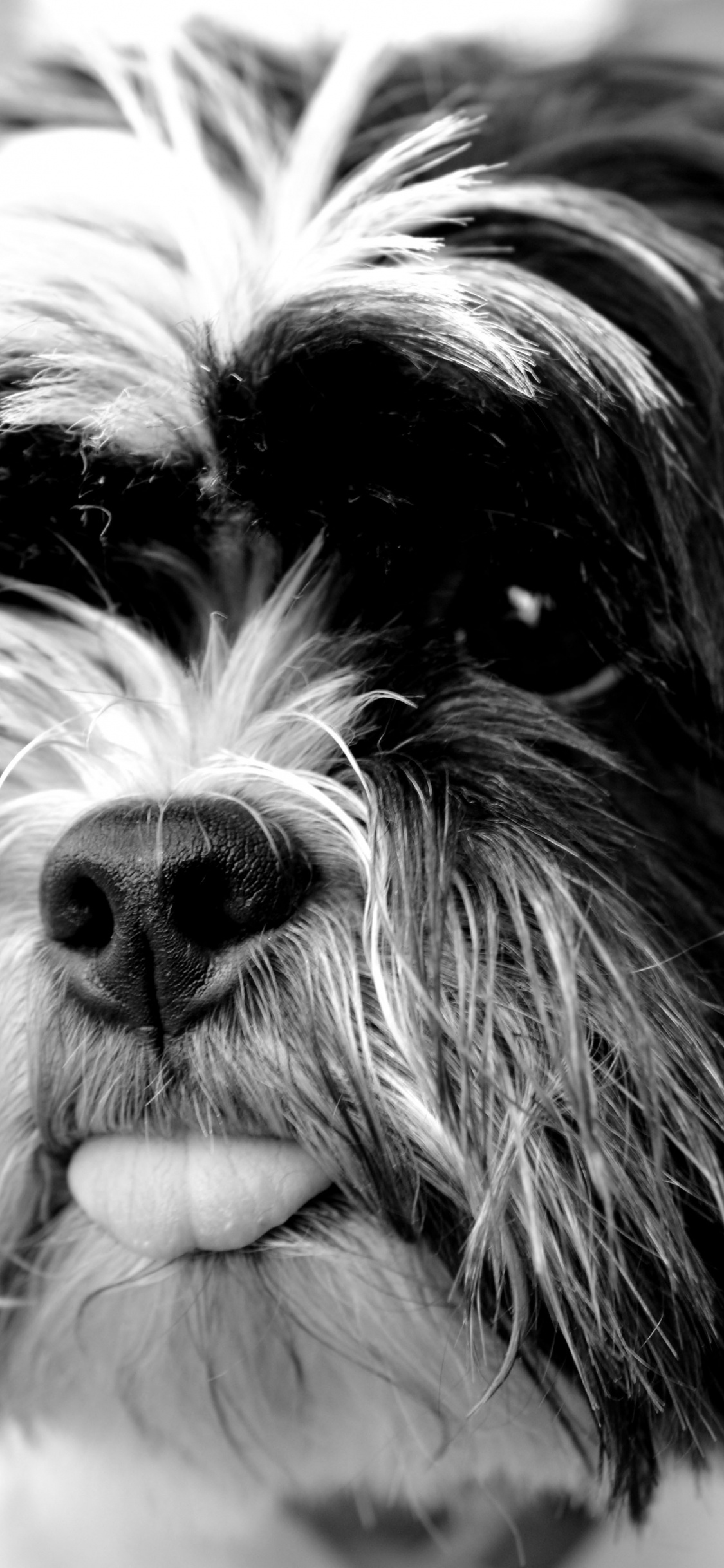 Grayscale Photo of Long Coated Dog Wallpaper for IPhone X / XS ...