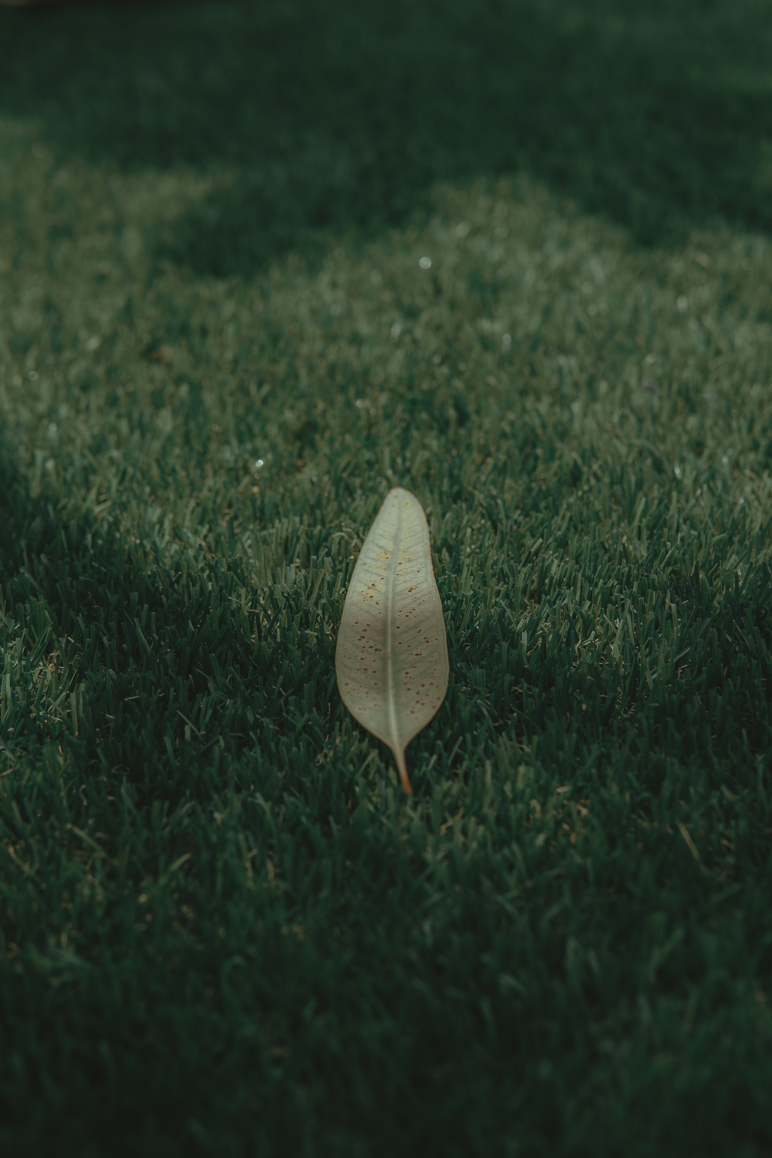 Wallpaper Grass, Green, Leaf, Atmosphere, Plant, Background - Download ...
