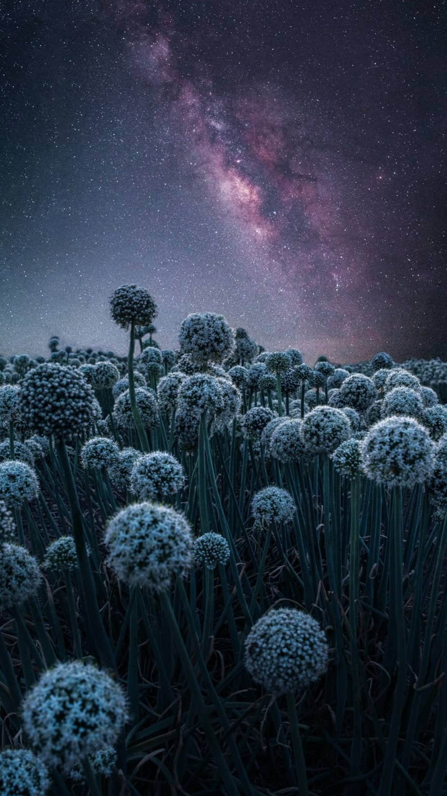 Wallpaper Nature, Atmosphere, Flower, Light, Natural Environment ...