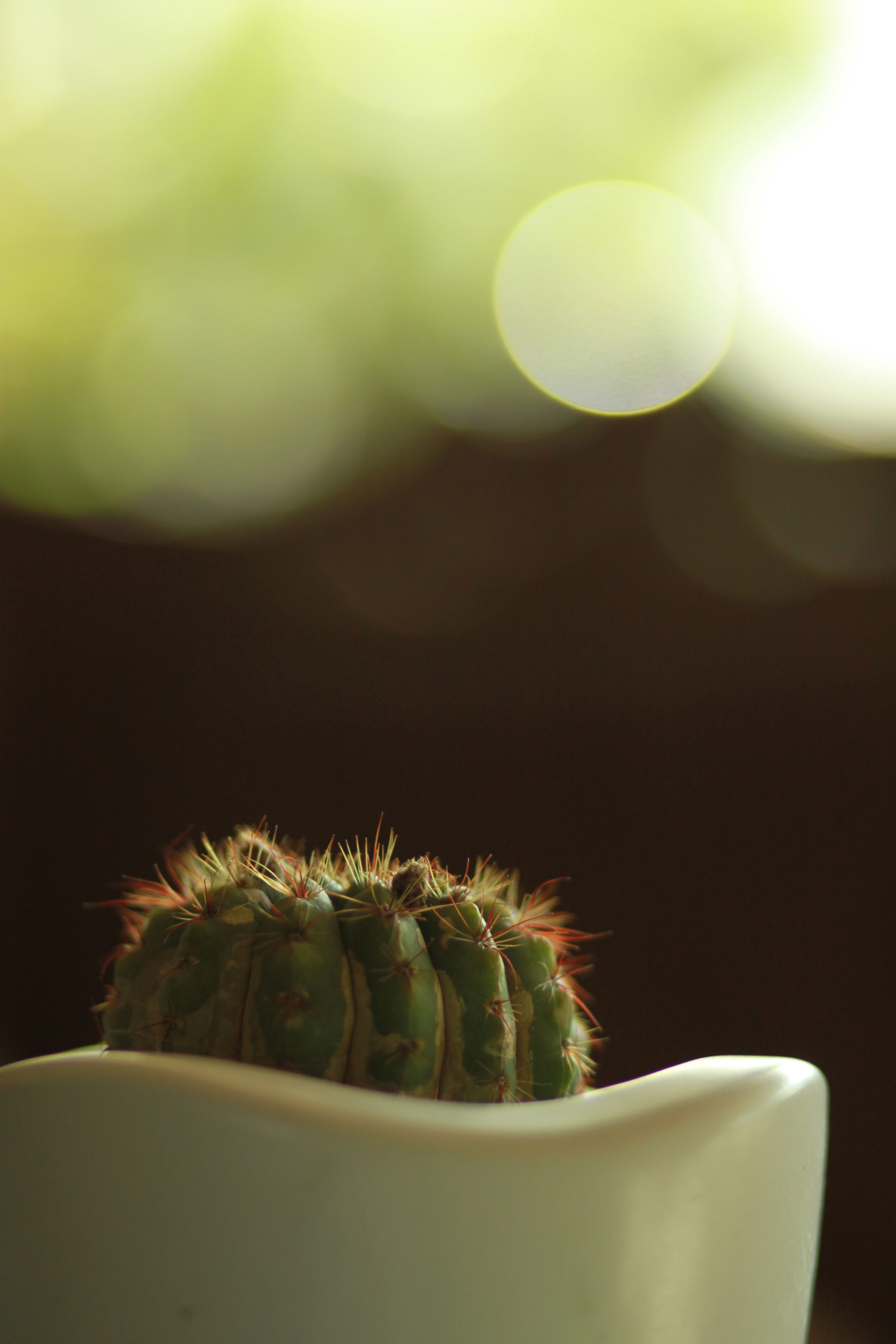 Wallpaper Green Cactus in Macro Shot, Background - Download Free Image