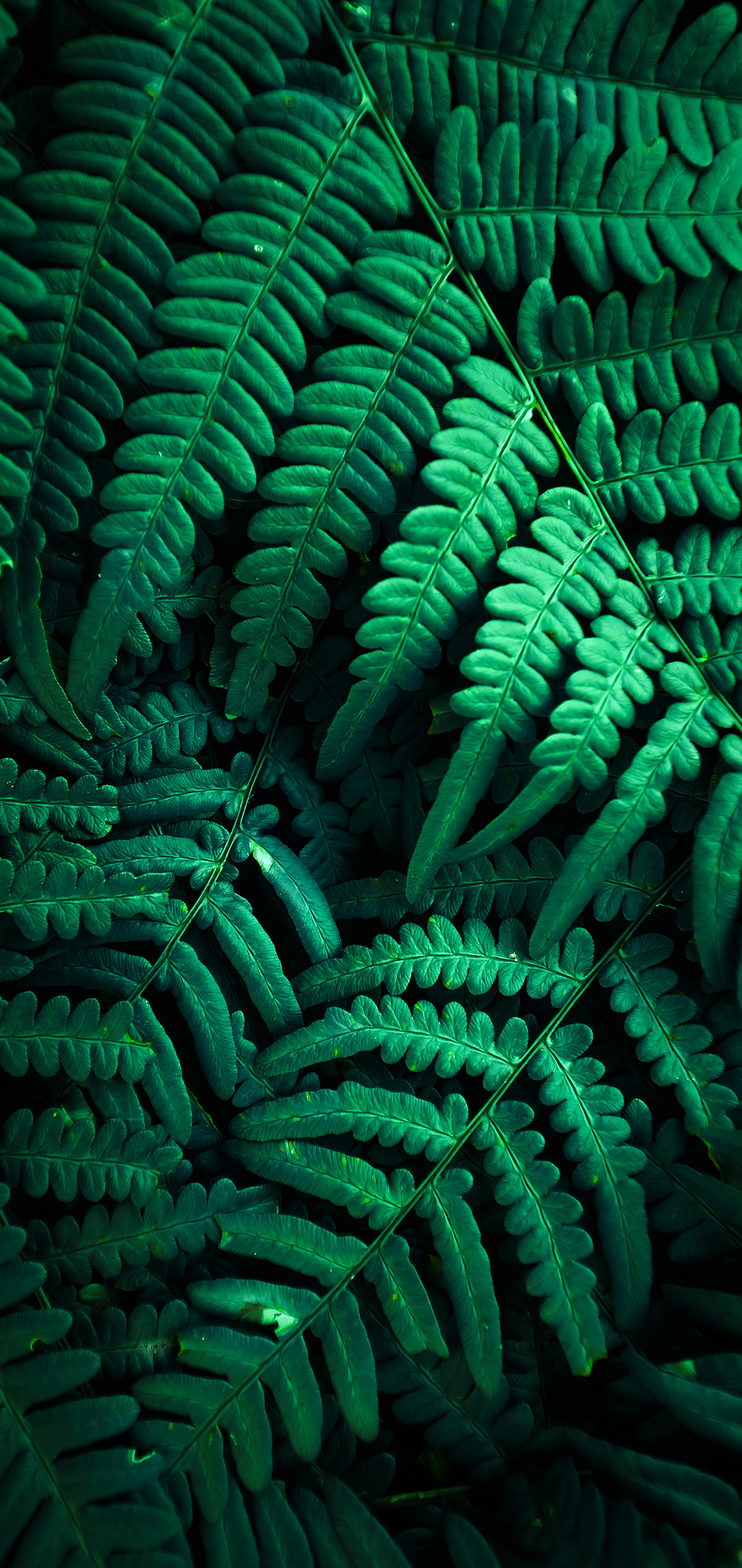 Wallpaper Vegetation, Colored, Plant, Green, Light, Background ...