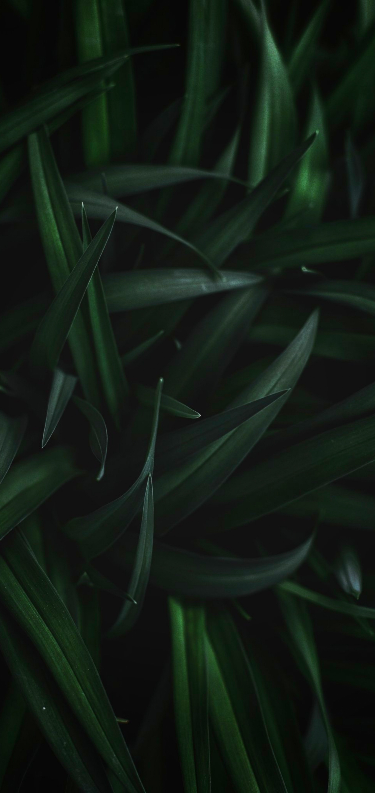 Wallpaper Leaf, Plant Stem, Plant, Terrestrial Plant, Flower ...