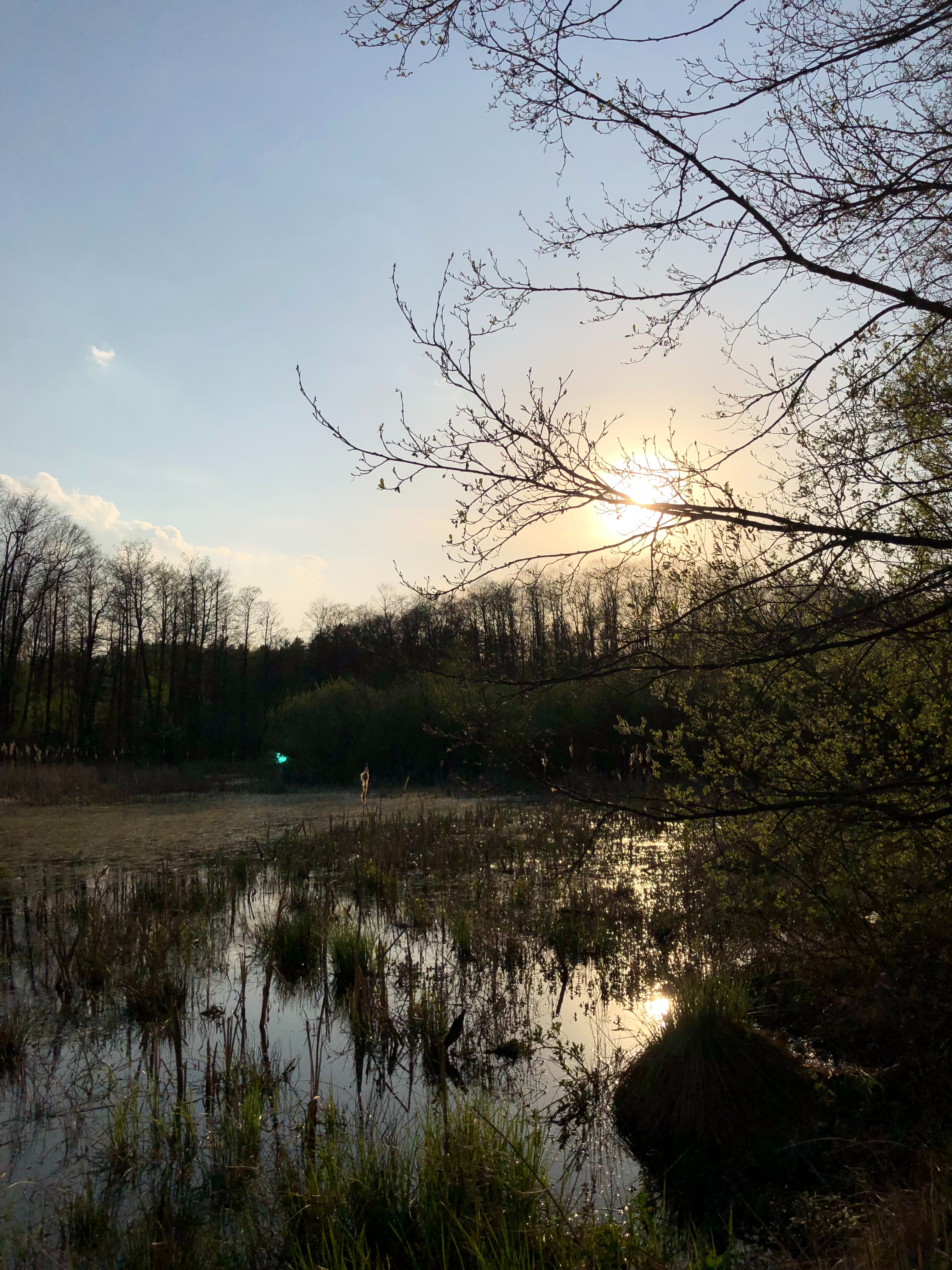 Wallpaper Reflection, Nature, Branch, Natural Landscape, Natural ...