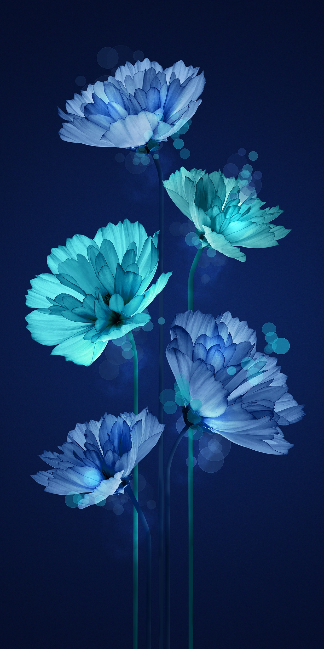 Wallpaper Flower, Plant, Blue, Azure, Petal, Background - Download Free ...