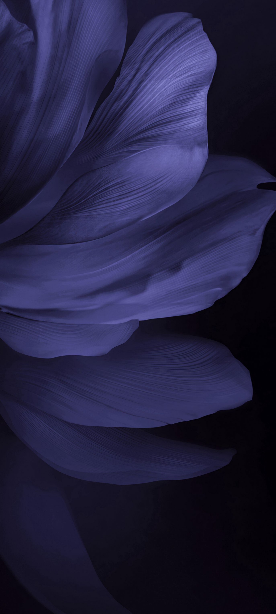 Wallpaper Woman, Petal, Purple, Plant, Grey, Background - Download Free ...