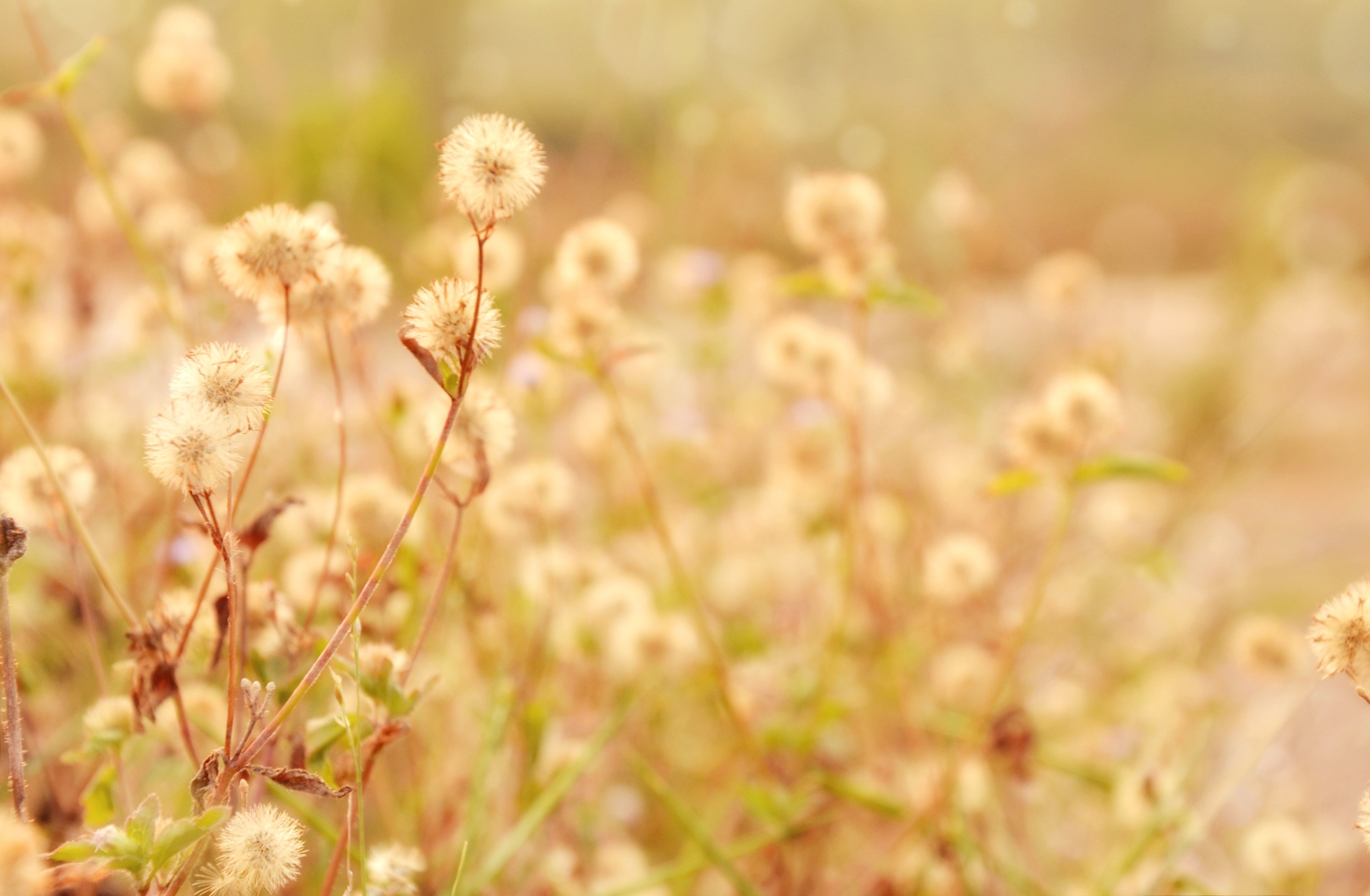 Wallpaper Nature, Flower, Grass, Plant, Spring, Background - Download ...