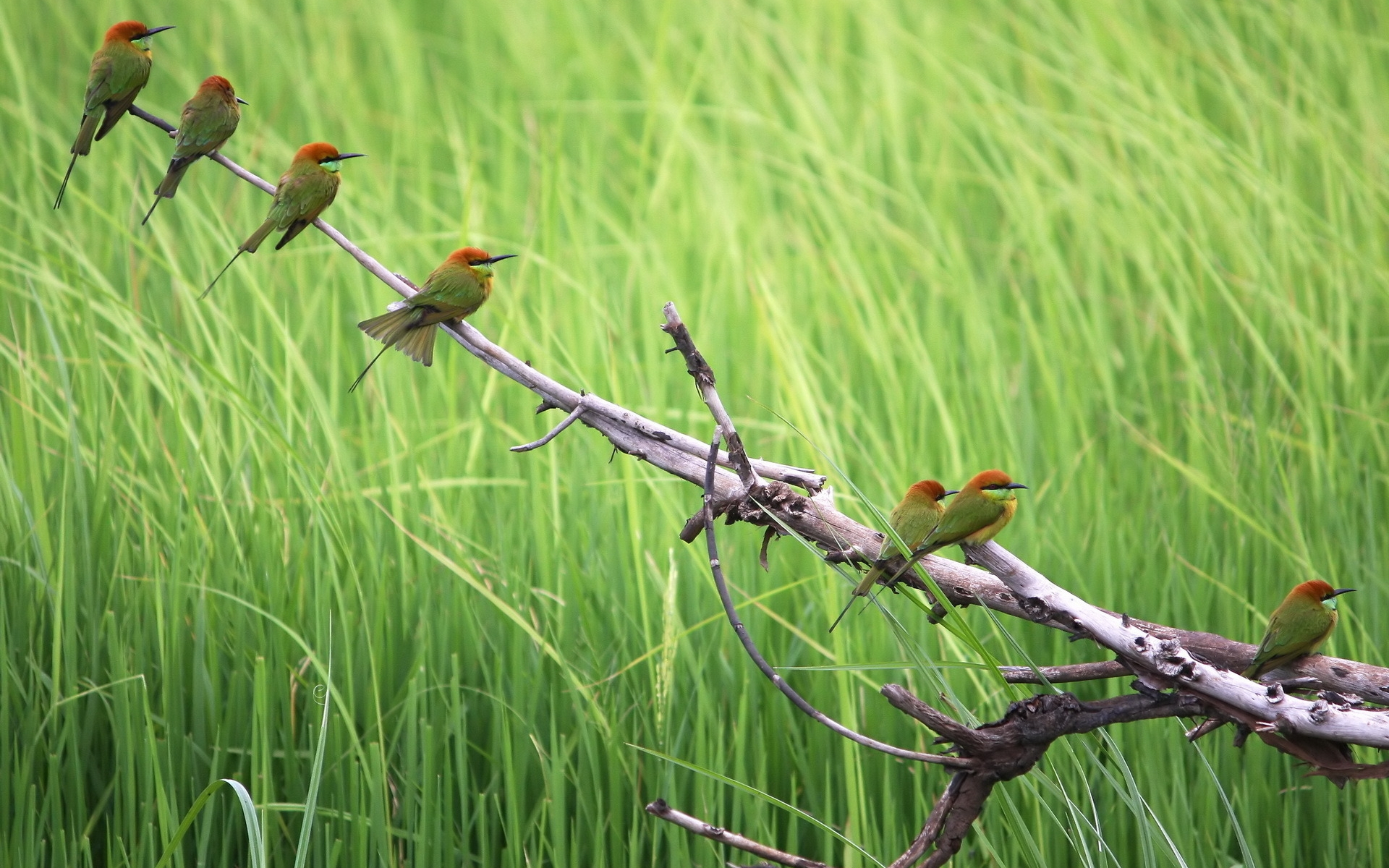 Wallpaper Two Birds Perched on Tree Branch During Daytime, Background ...