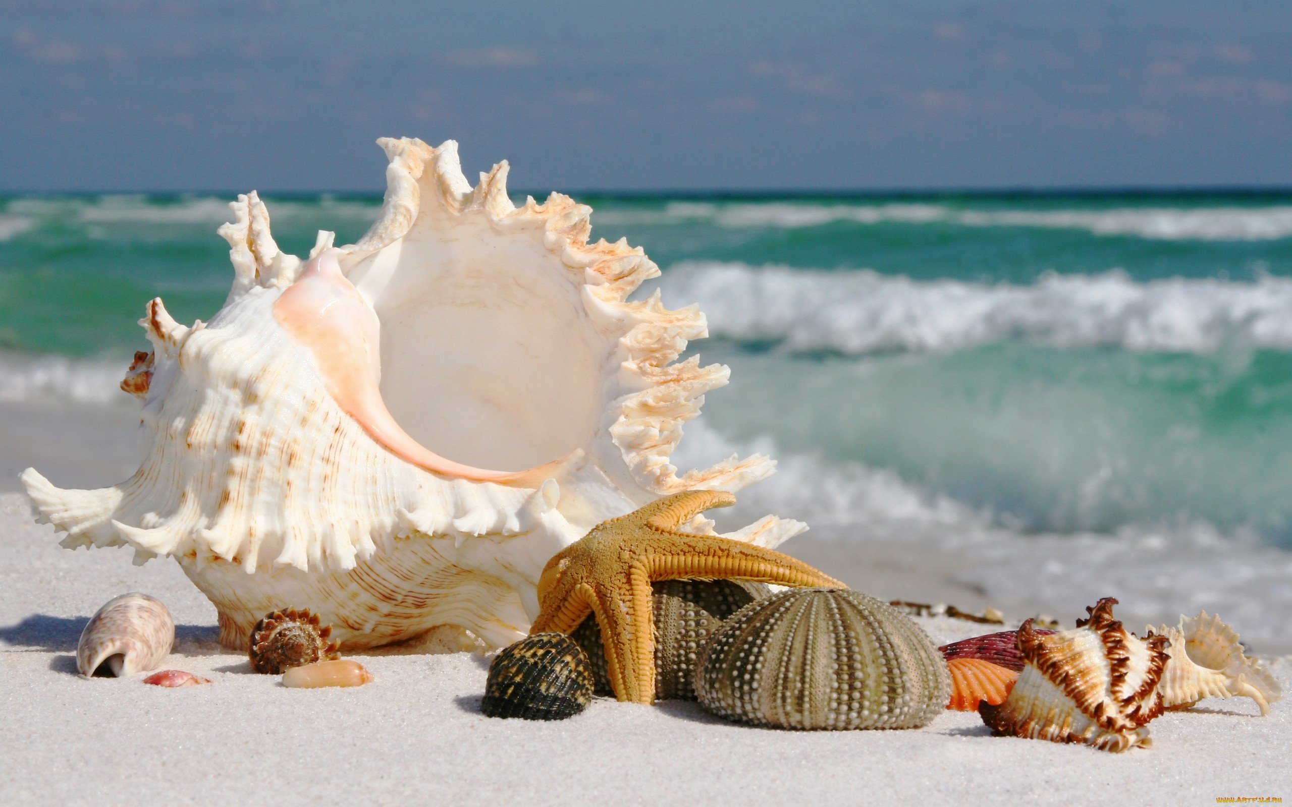 Les Fonds D’écran Coquillage Blanc Sur le Rivage de la Plage Pendant la ...