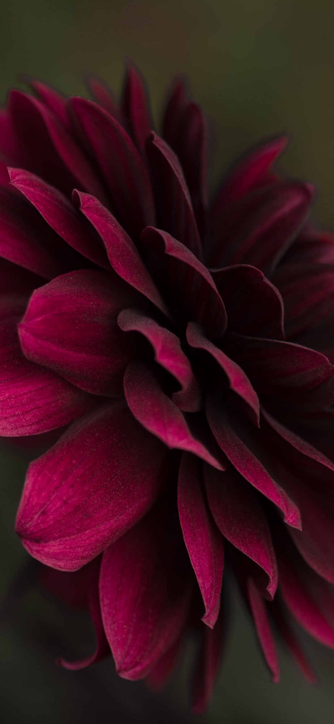 Wallpaper Flower Shubh Sakal, Floral Design, Flower, Plant, Petal ...