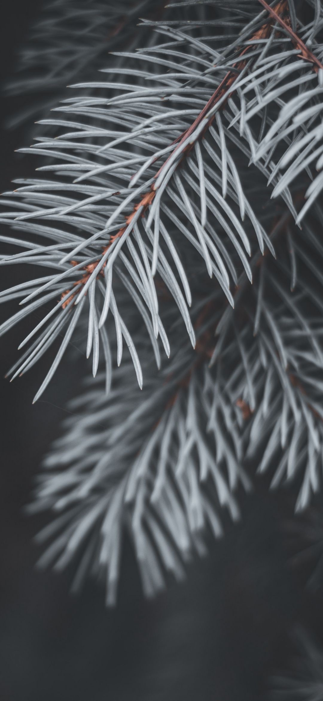 Kostenlose Hintergrundbilder Fichte, Branch, Baum, Fir, Terrestrische ...