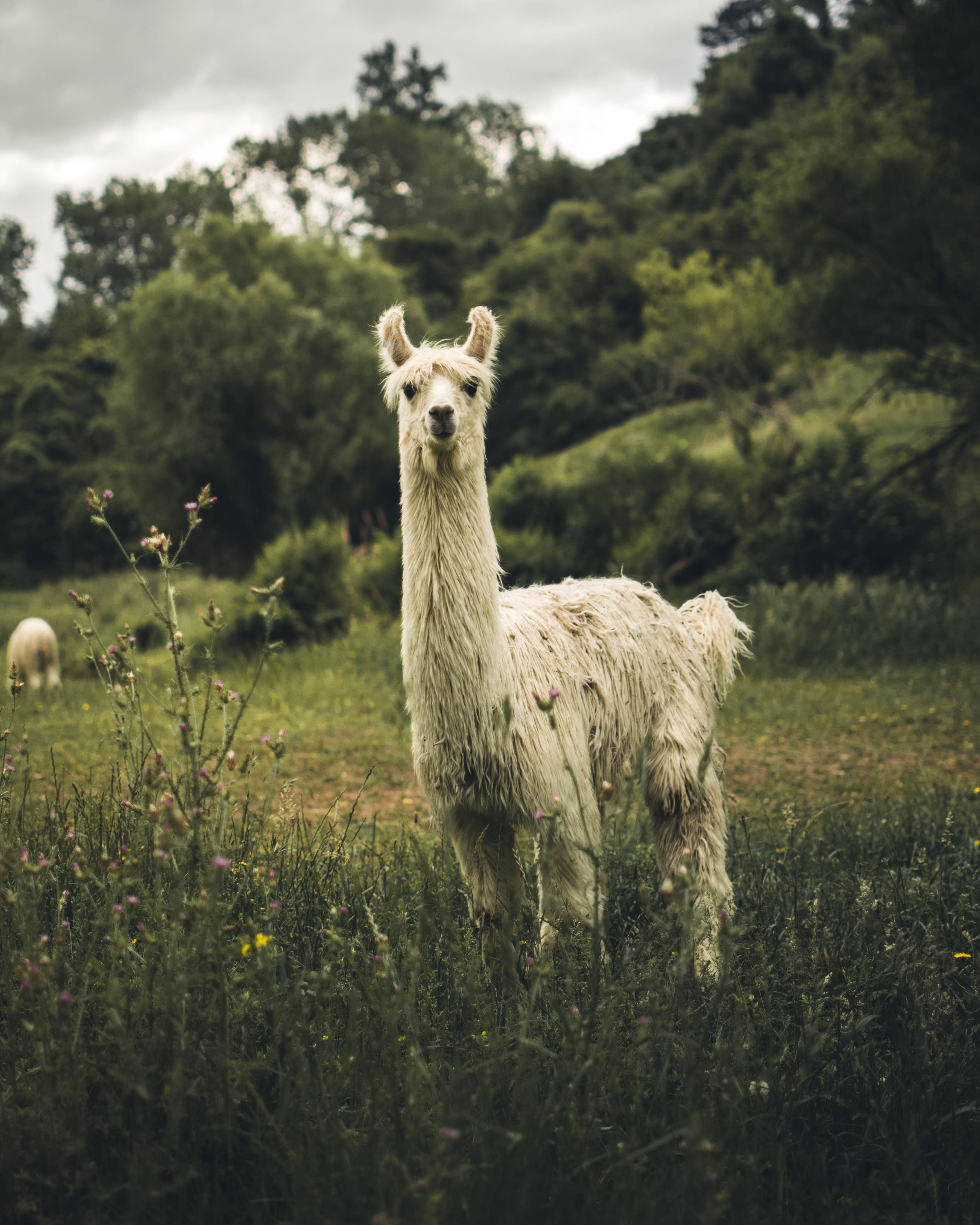 Wallpaper White Llama on Green Grass Field During Daytime, Background ...