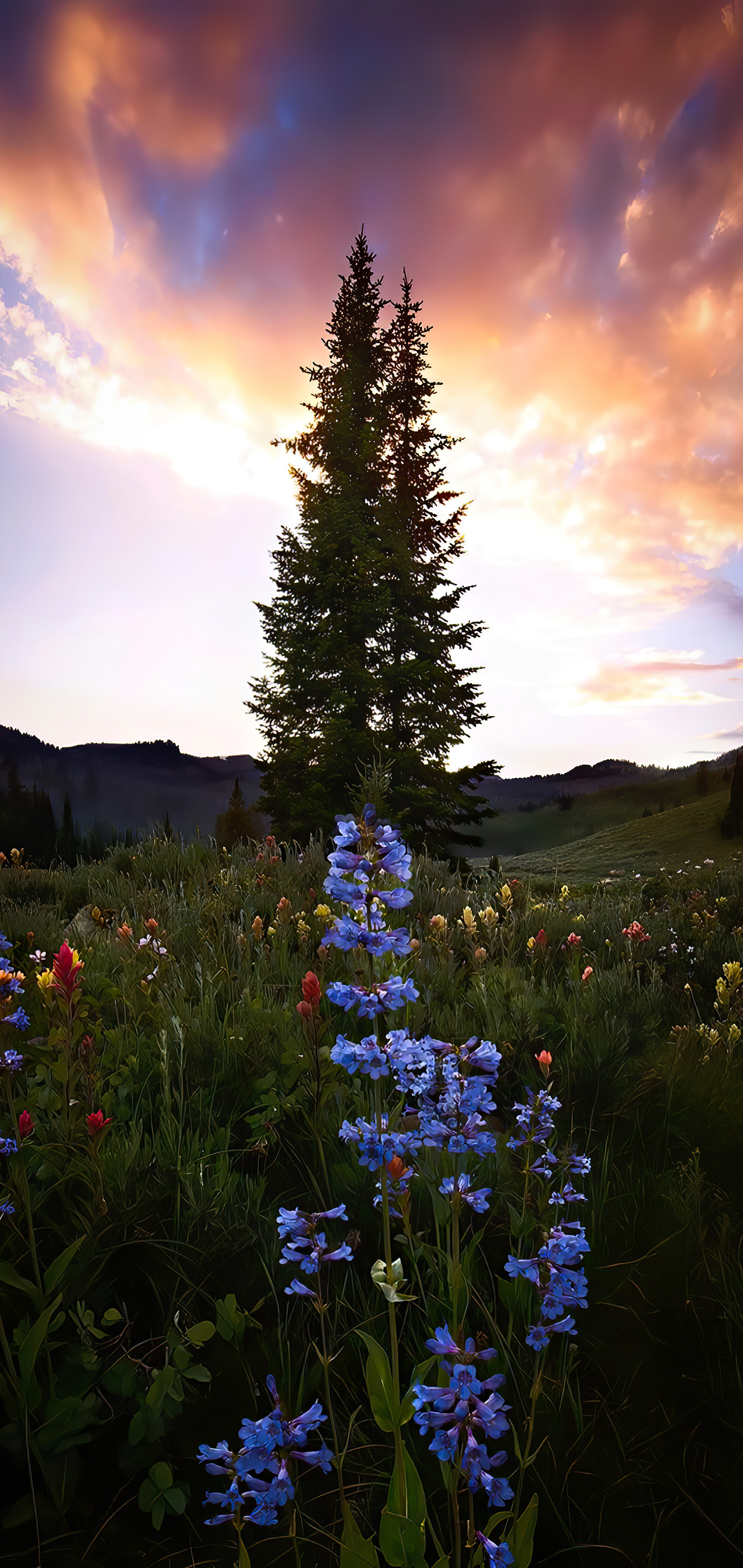 Wallpaper Cloud, Flower, Plant, Natural Landscape, Tree, Background ...