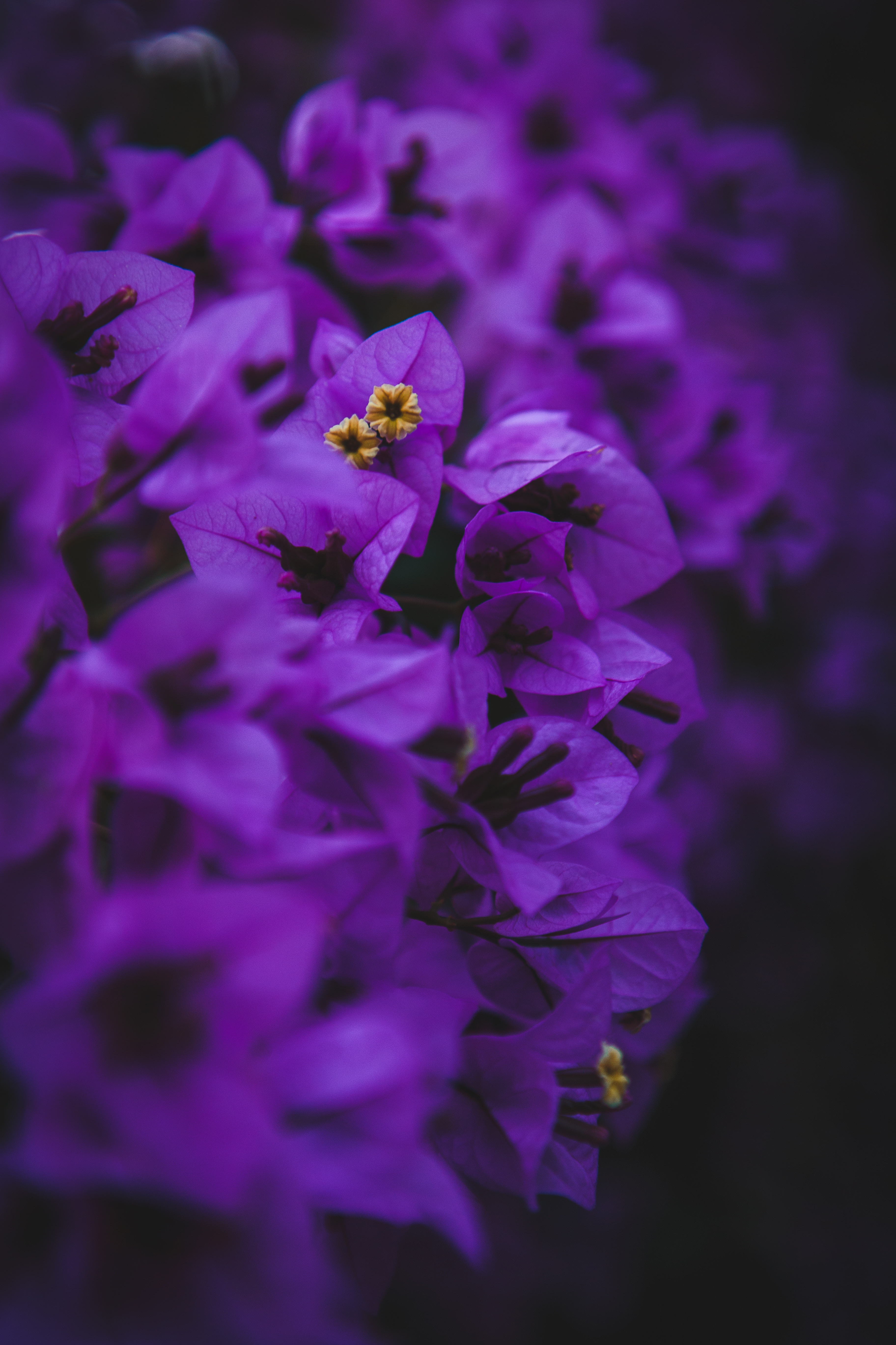Wallpaper Purple Flower in Macro Shot, Background - Download Free Image