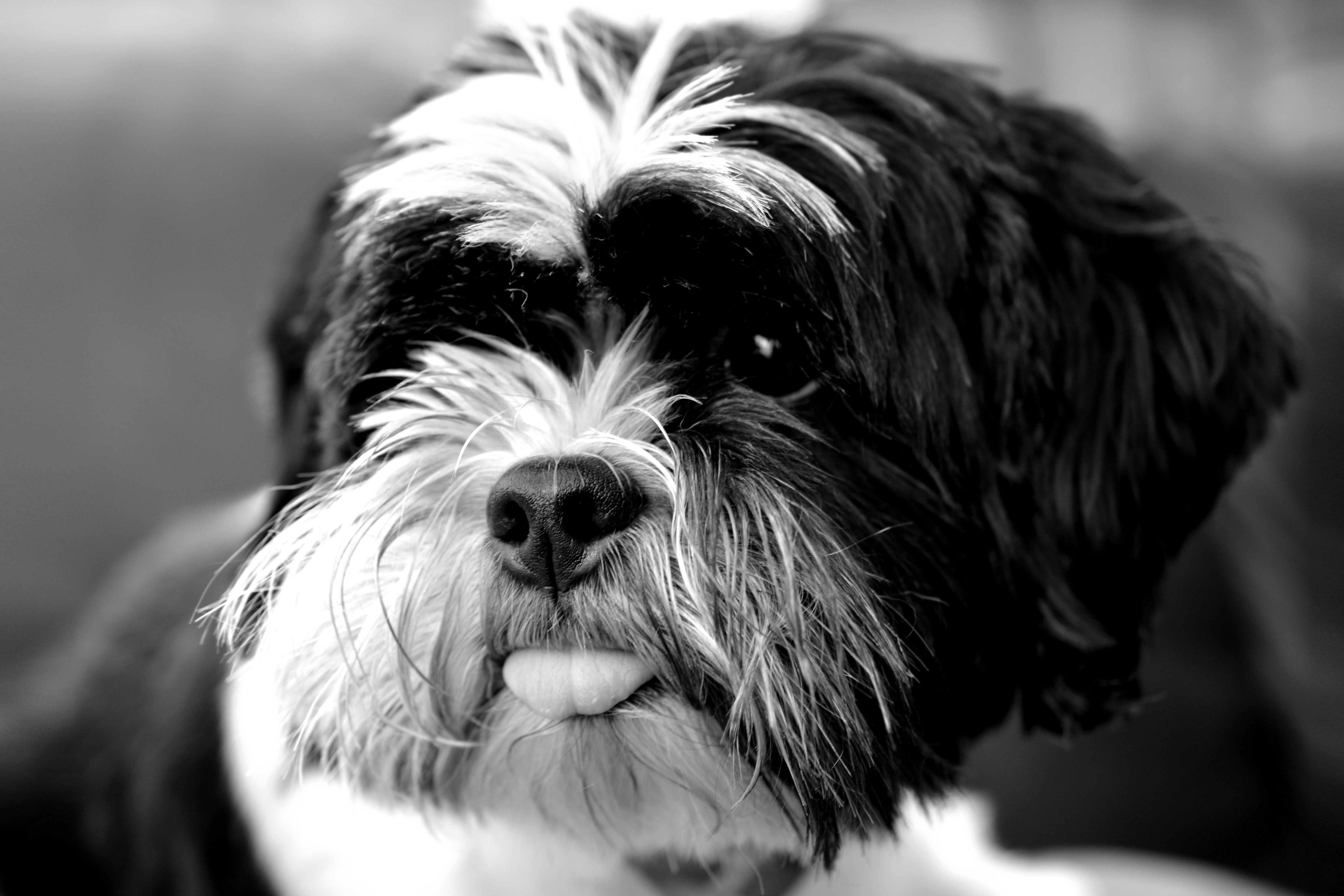 Wallpaper Grayscale Photo of Long Coated Dog, Background - Download ...