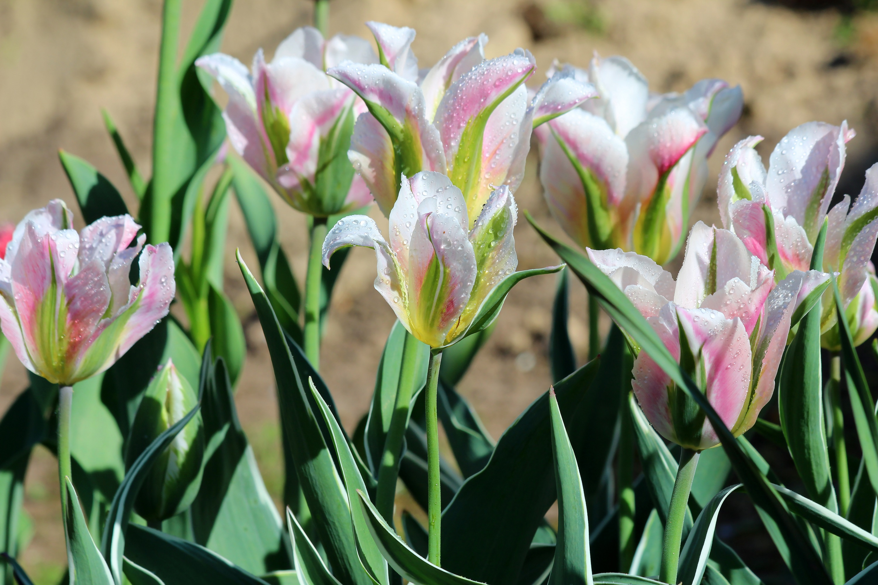 Wallpaper Flora, Flower, Tulip, Plant, Botany, Background - Download ...