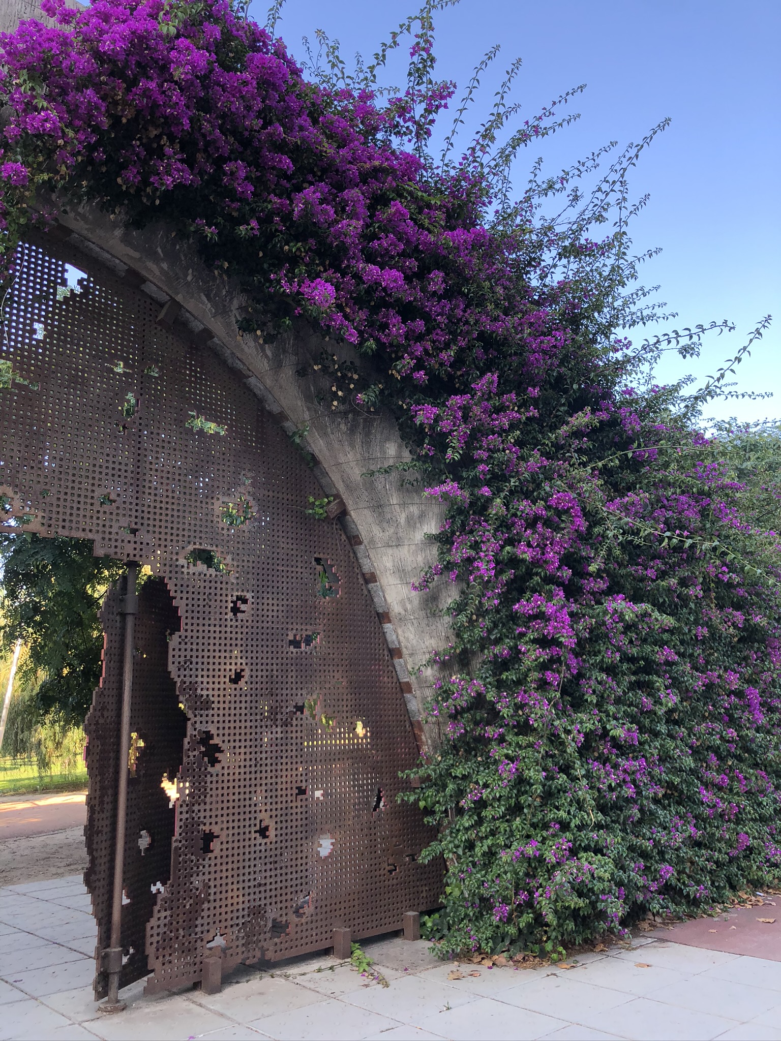 Wallpaper Flower, Science, Physics, Purple, Shrub, Background ...