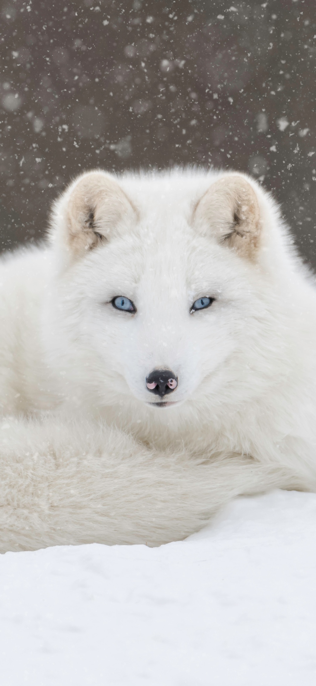 Kostenlose Hintergrundbilder Arctic Fox, Fuchs, Illustration, Kopf ...