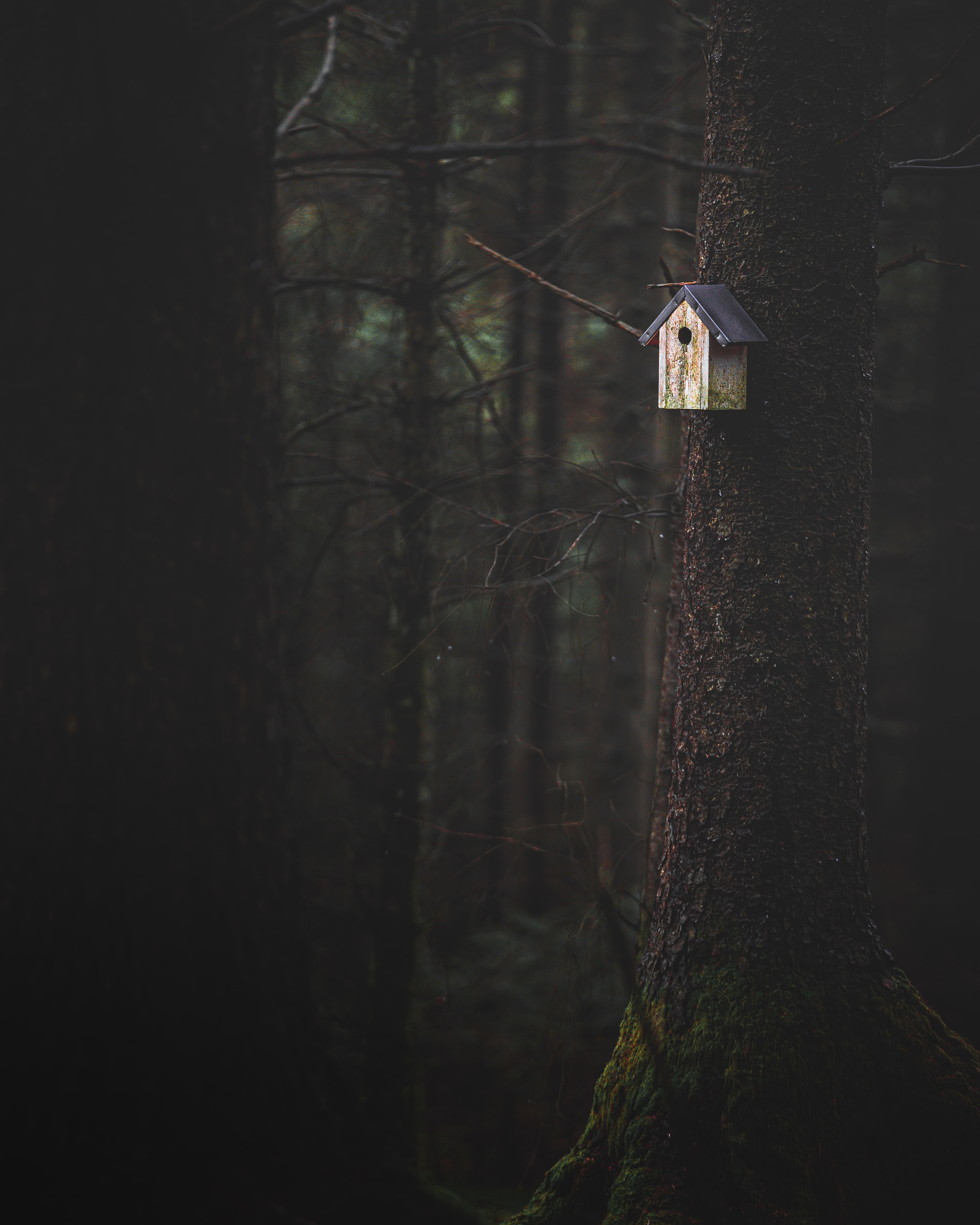 Wallpaper Darkness, Tree, Wood, Black, Light, Background - Download ...