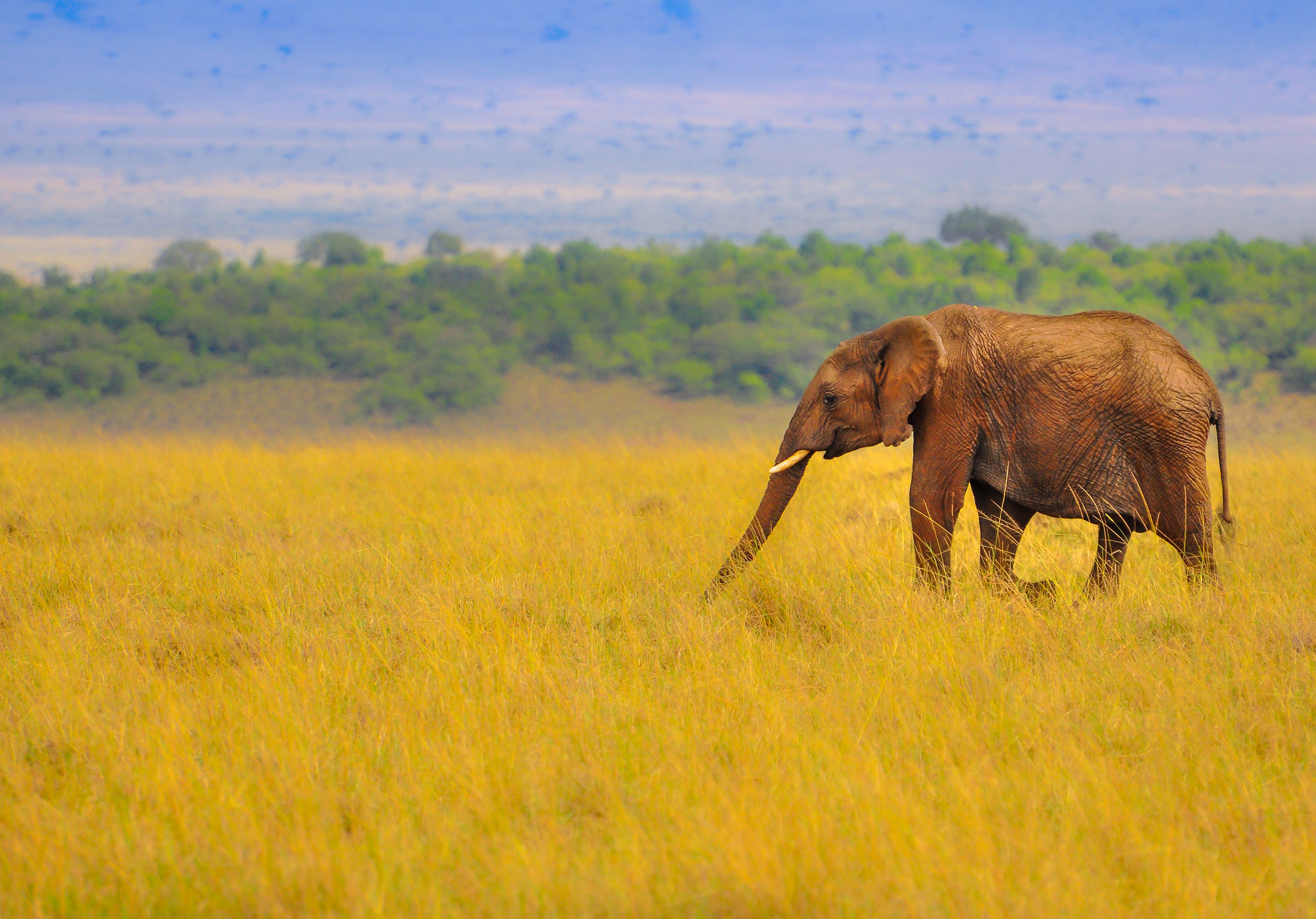 Wallpaper Brown Elephant on Green Grass Field During Daytime ...