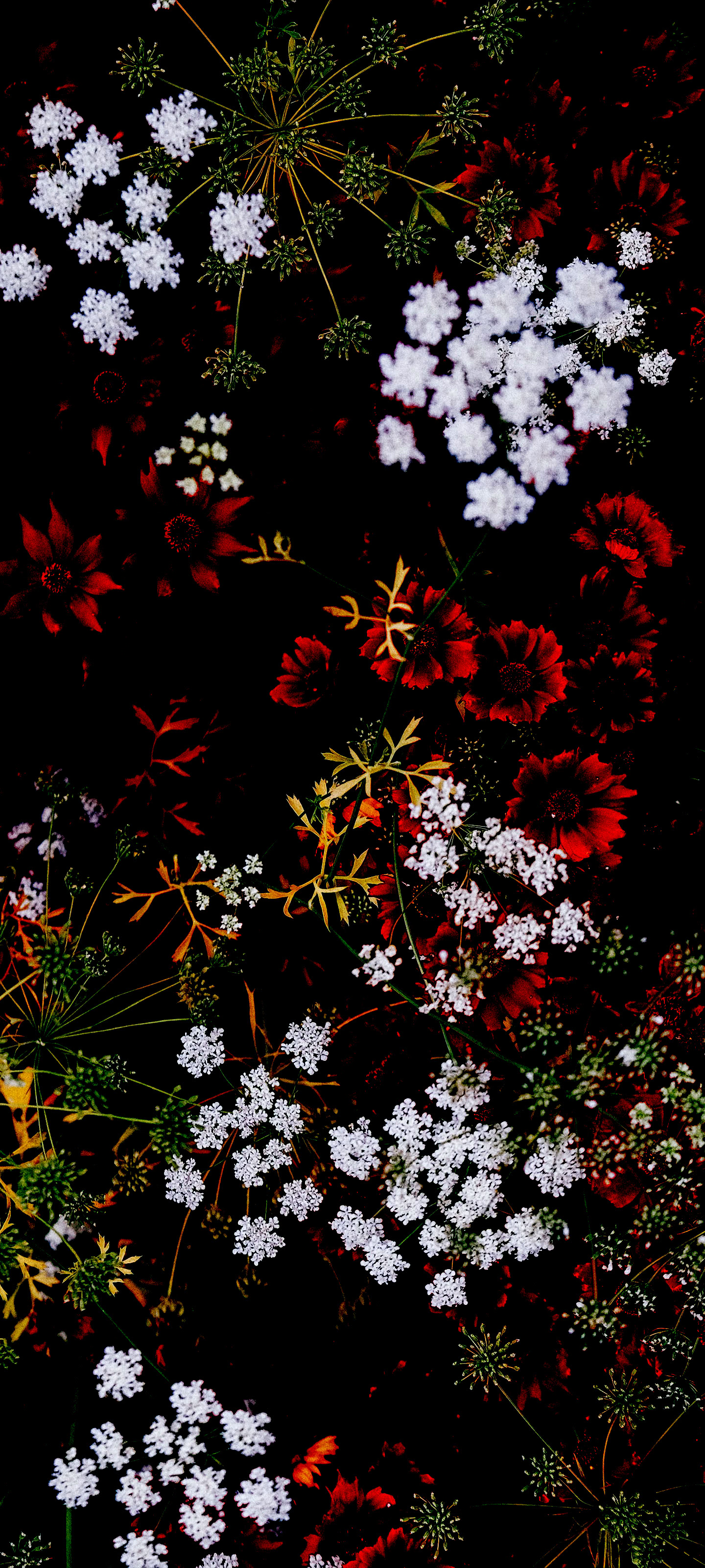 Wallpaper Flower, Plant, Botany, Branch, Vegetation, Background ...