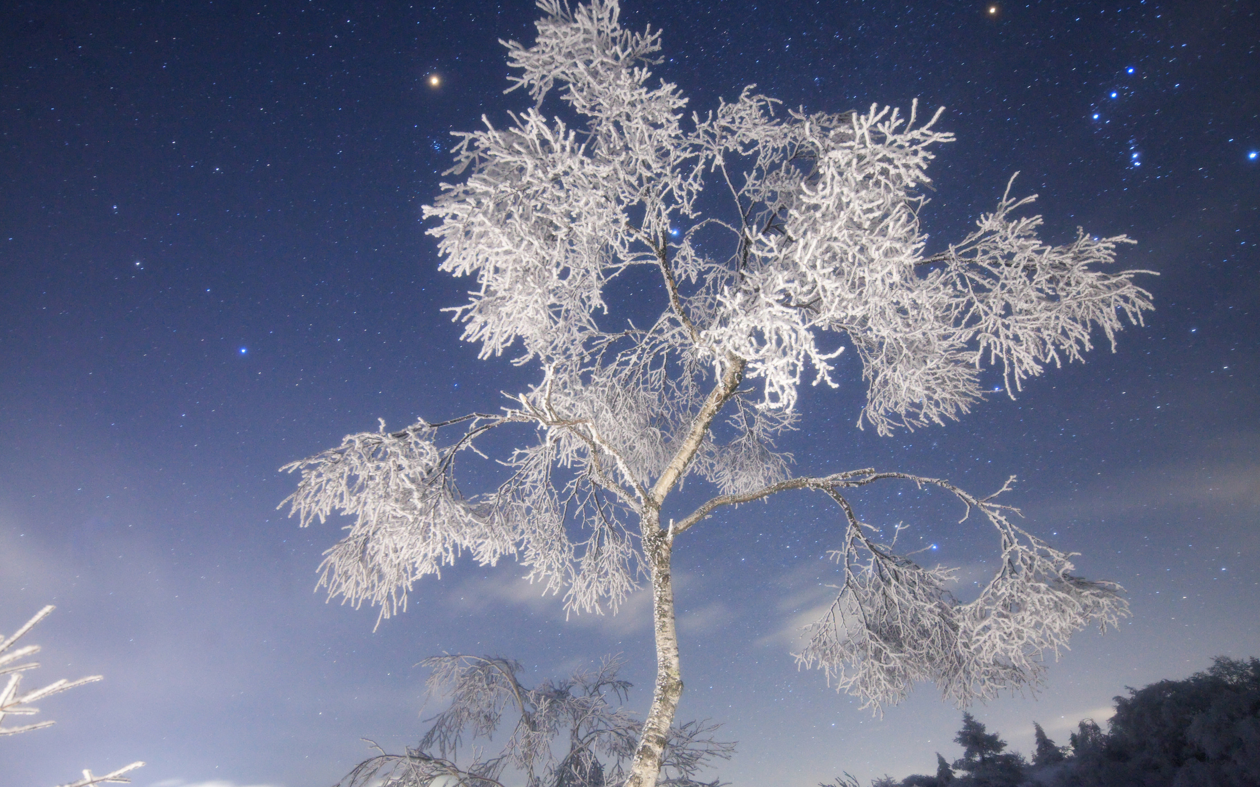 Wallpaper White Tree With Snow During Night Time, Background - Download ...