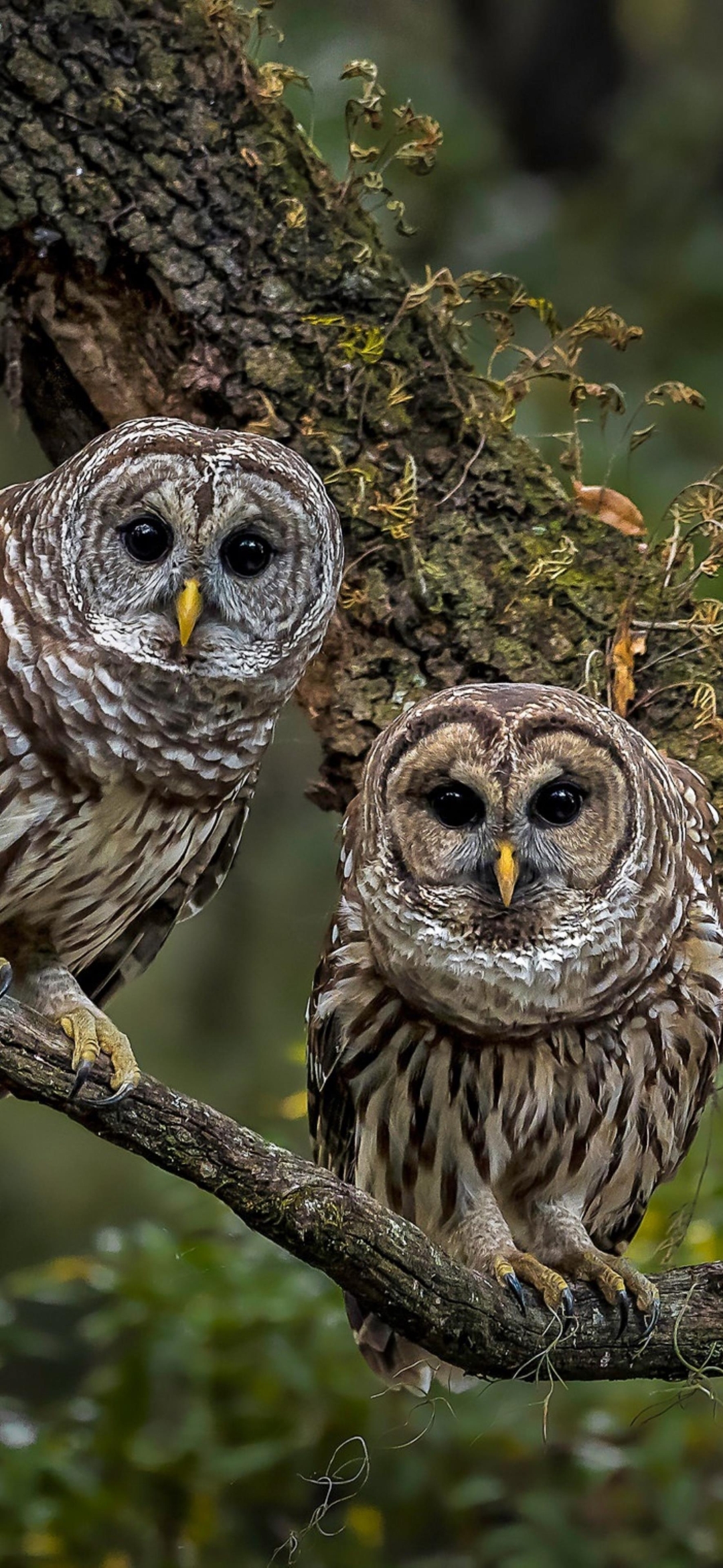 Fondos de Pantalla Búhos de Madera, Gran Búho Gris, Barred Owl, Cárabo ...