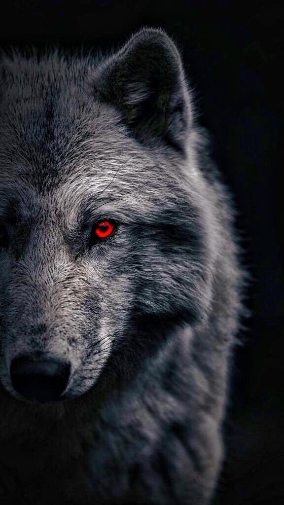 Wallpaper Wolf Edit, Indian Wolf, Poster, Black Wolf, Red Wolf ...