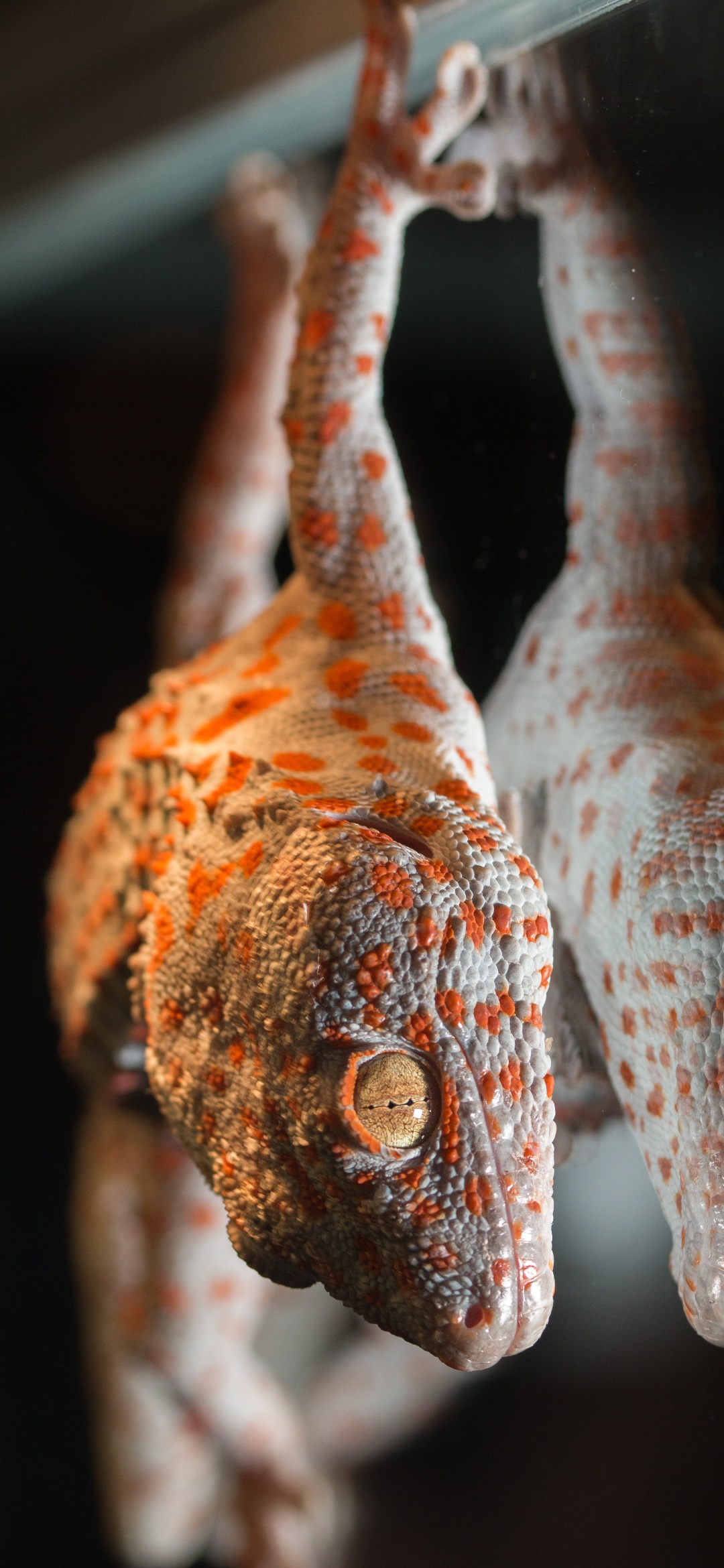 Wallpaper Close Up, Tokay Gecko, Head, Eye, Human Body, Background ...