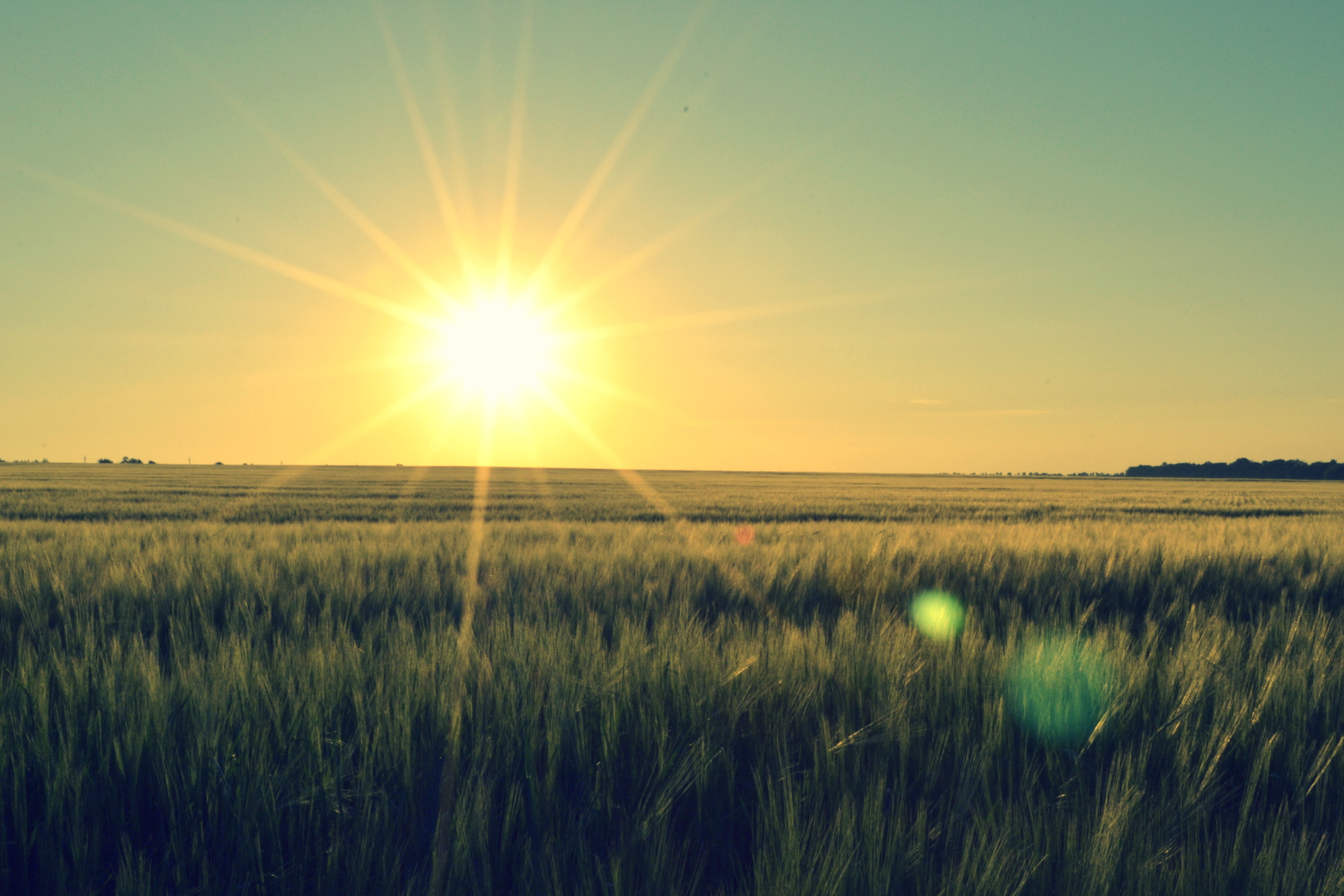Wallpaper Green Grass Field During Sunrise, Background - Download Free ...