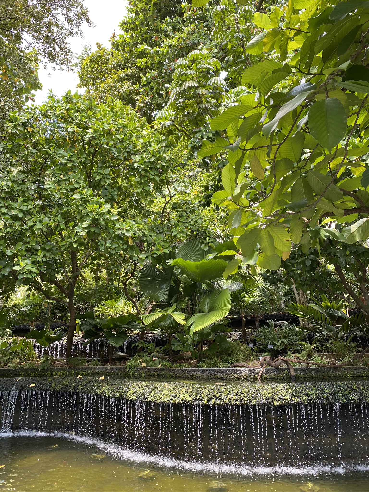 Wallpaper Water, Riparian Forest, Vegetation, Swamp, Leaf, Background ...