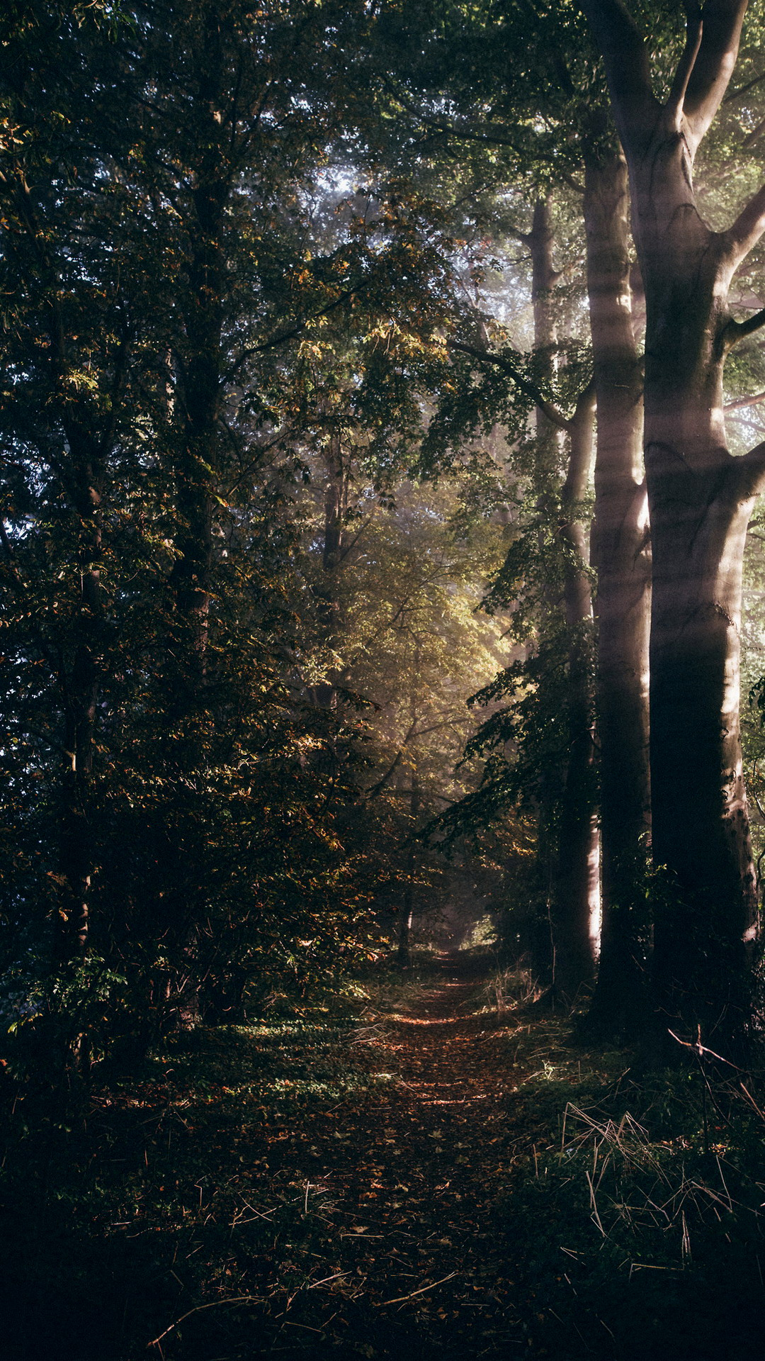 Wallpaper Woodland, Forest, Damaksnis, Nature, Old Growth Forest ...