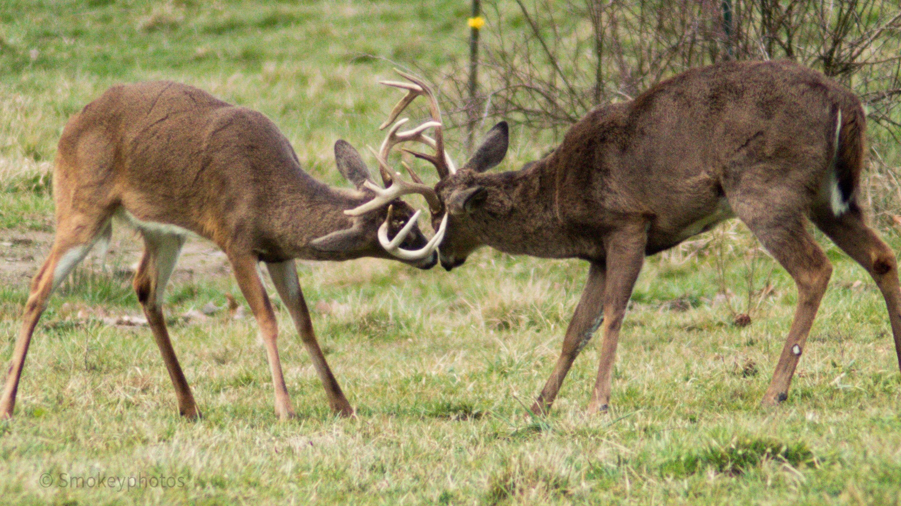 Kostenlose Hintergrundbilder Tierwelt, White-tailed Deer, Hirsch ...