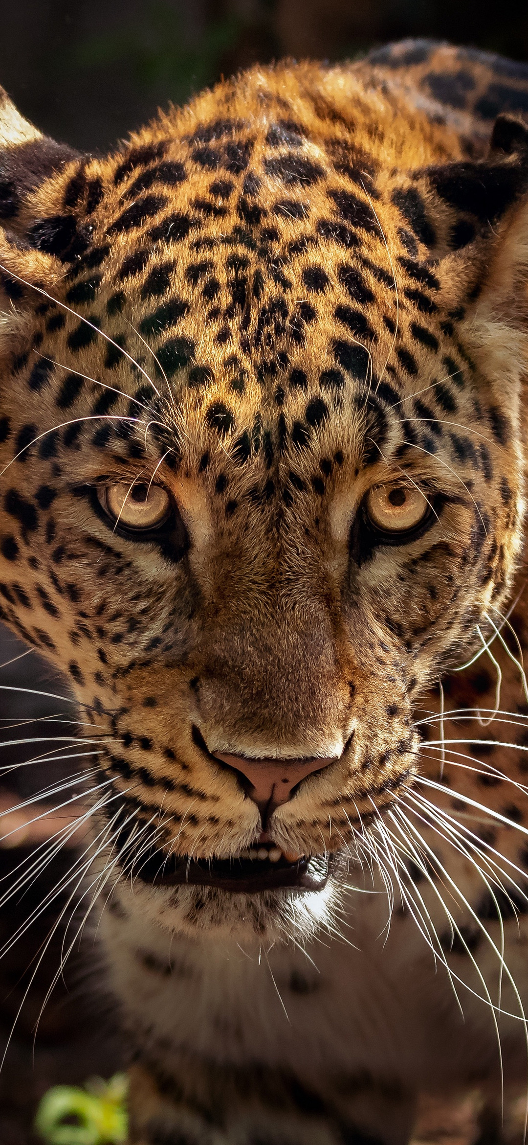 Wallpaper Jaguar Arizona, Jaguar, Sunda Clouded Leopard, Leopard ...