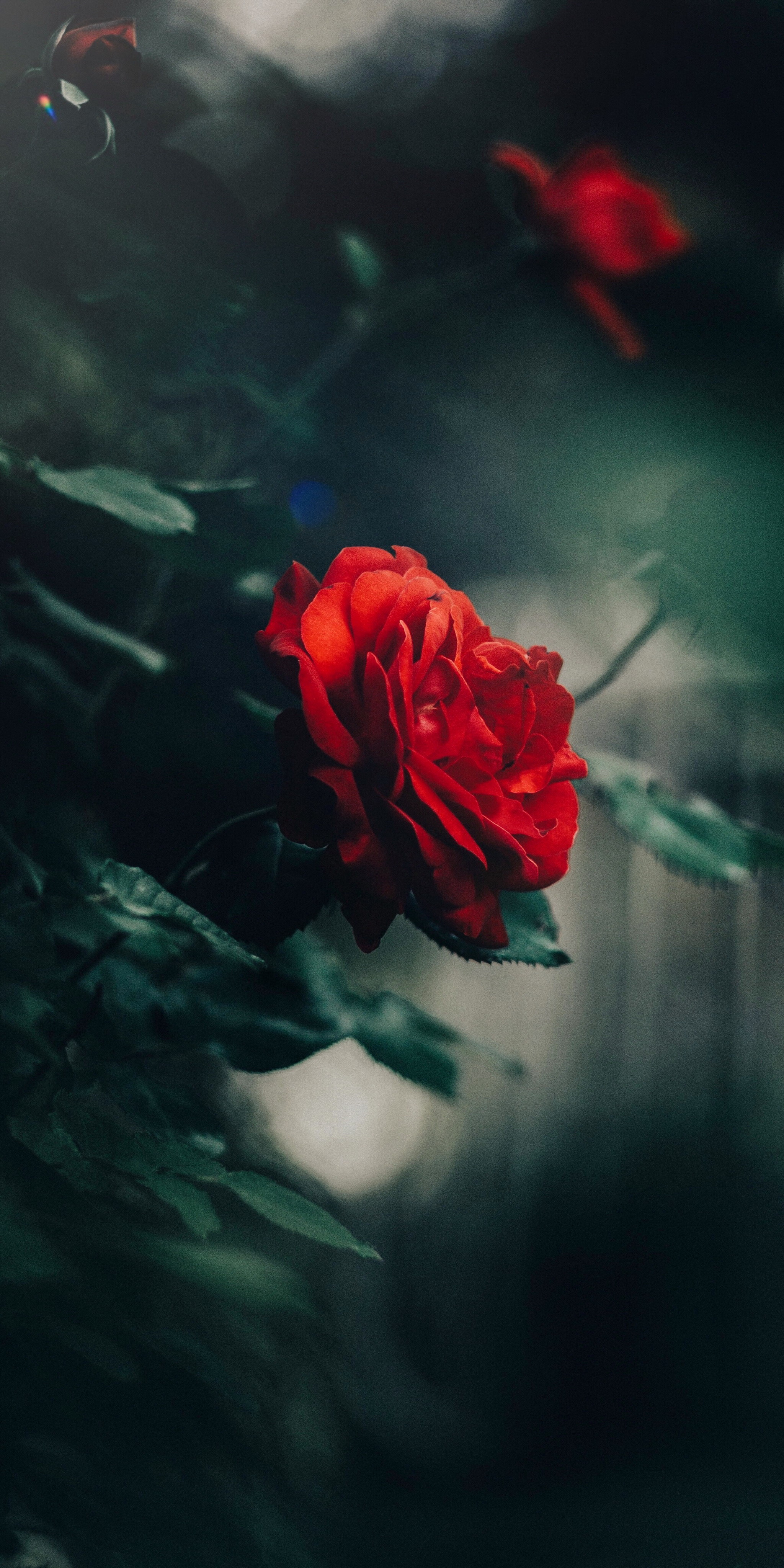 Wallpaper Flora, Garden Roses, Rose, Plant Stem, Rose Family ...