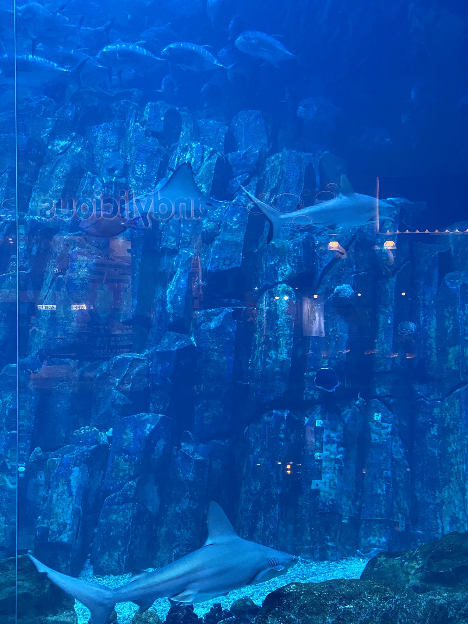 Wallpaper Underwater, Marine Biology, Water, Science, Fish, Background ...