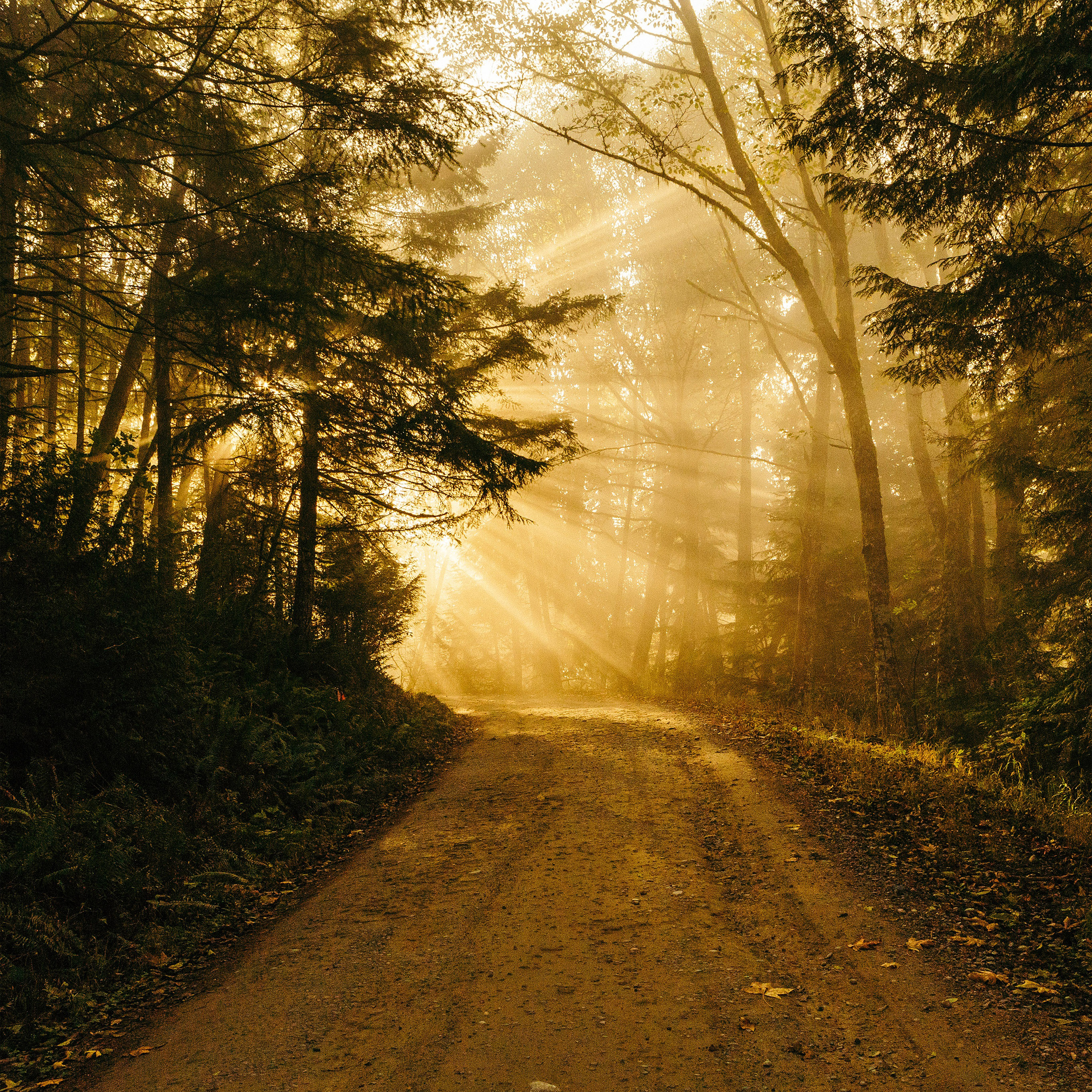 Wallpaper Ipad, Ipad Pro, IPhone, Overgrown Path, Nature, Background ...