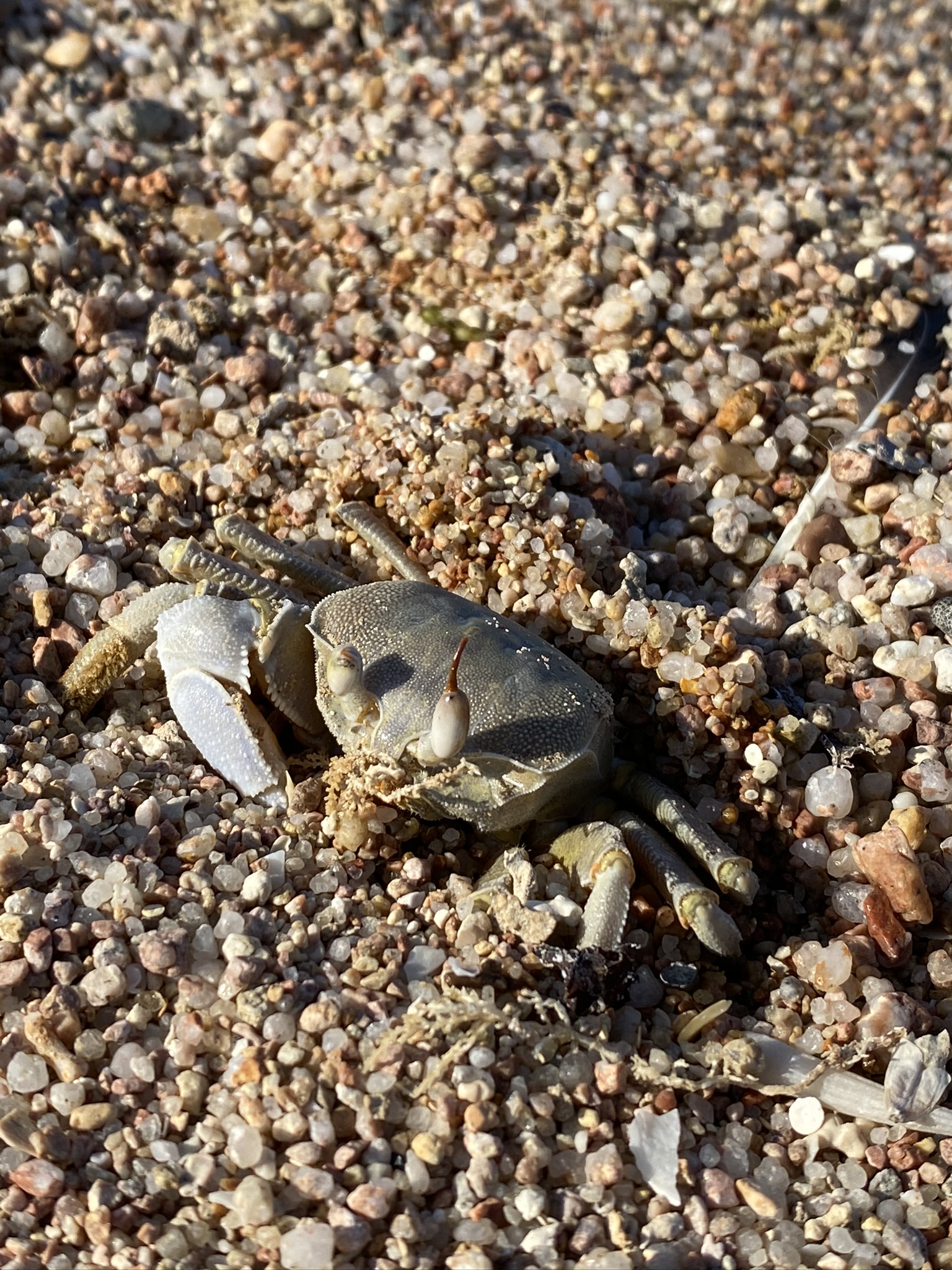 Wallpaper Freshwater Crab, Fiddler Crab, Crab, Dungeness Crab ...