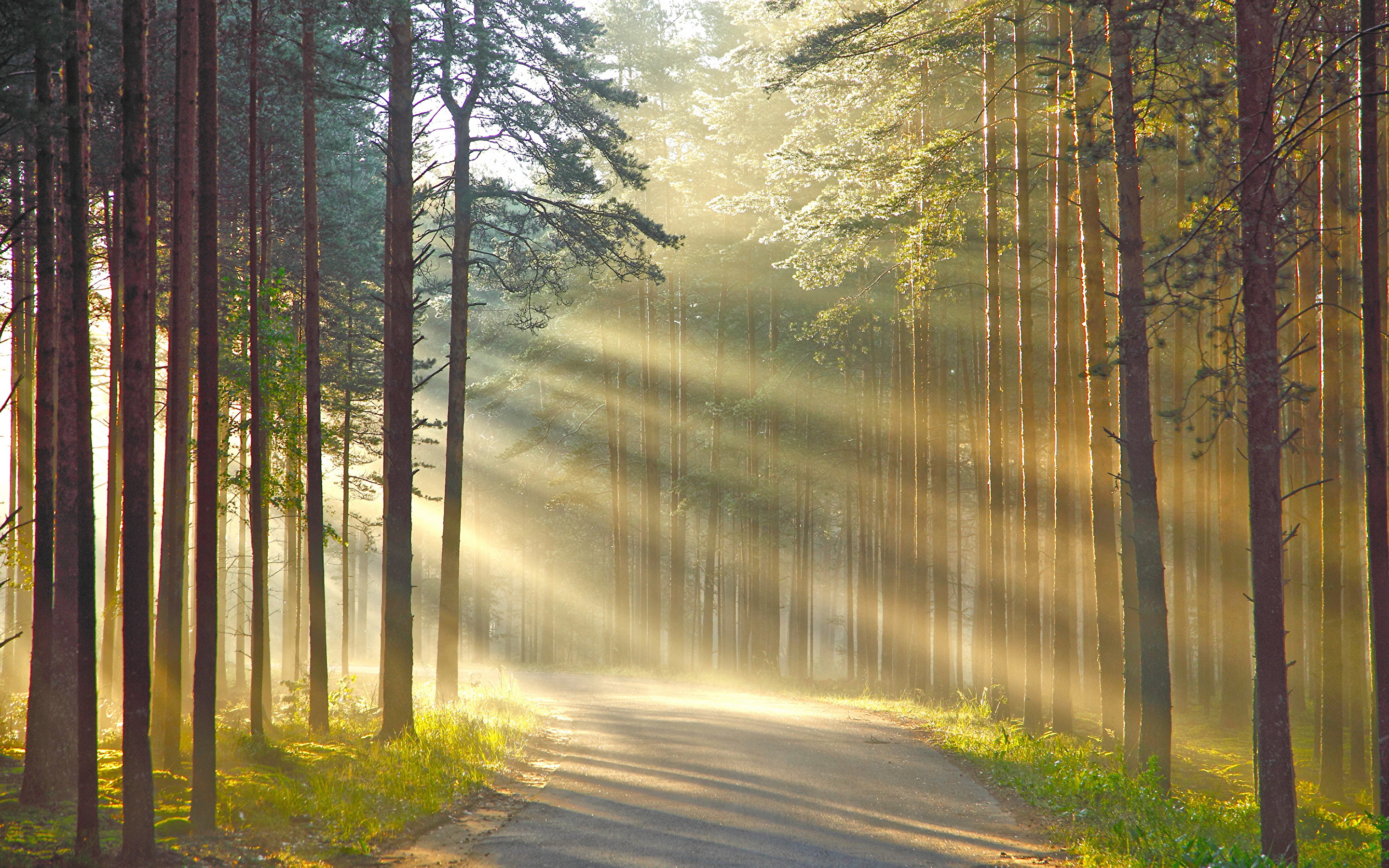 Wallpaper Green Trees on Forest During Daytime, Background - Download ...