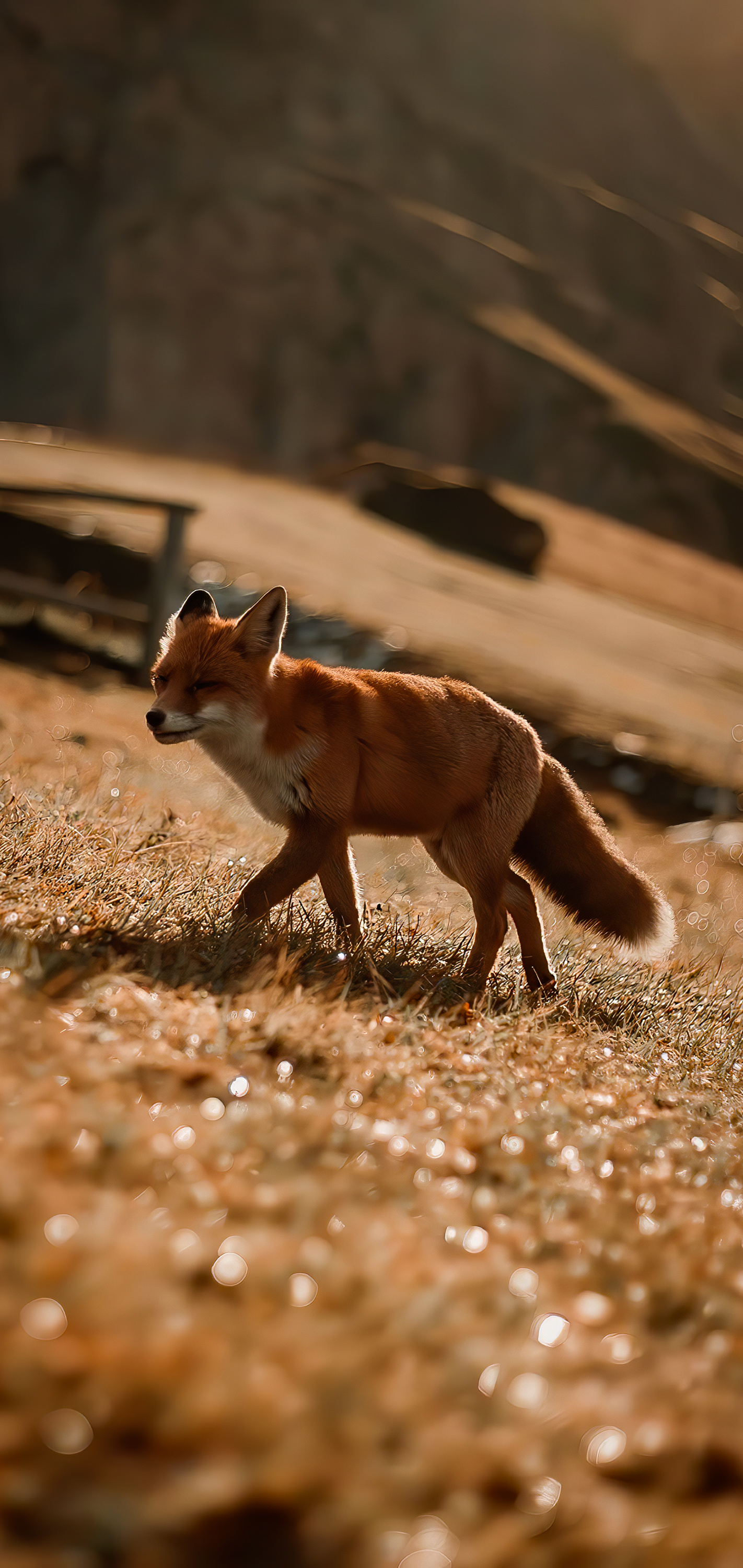 Wallpaper Marsupial, Wood, Fawn, Terrestrial Animal, Snout, Background ...