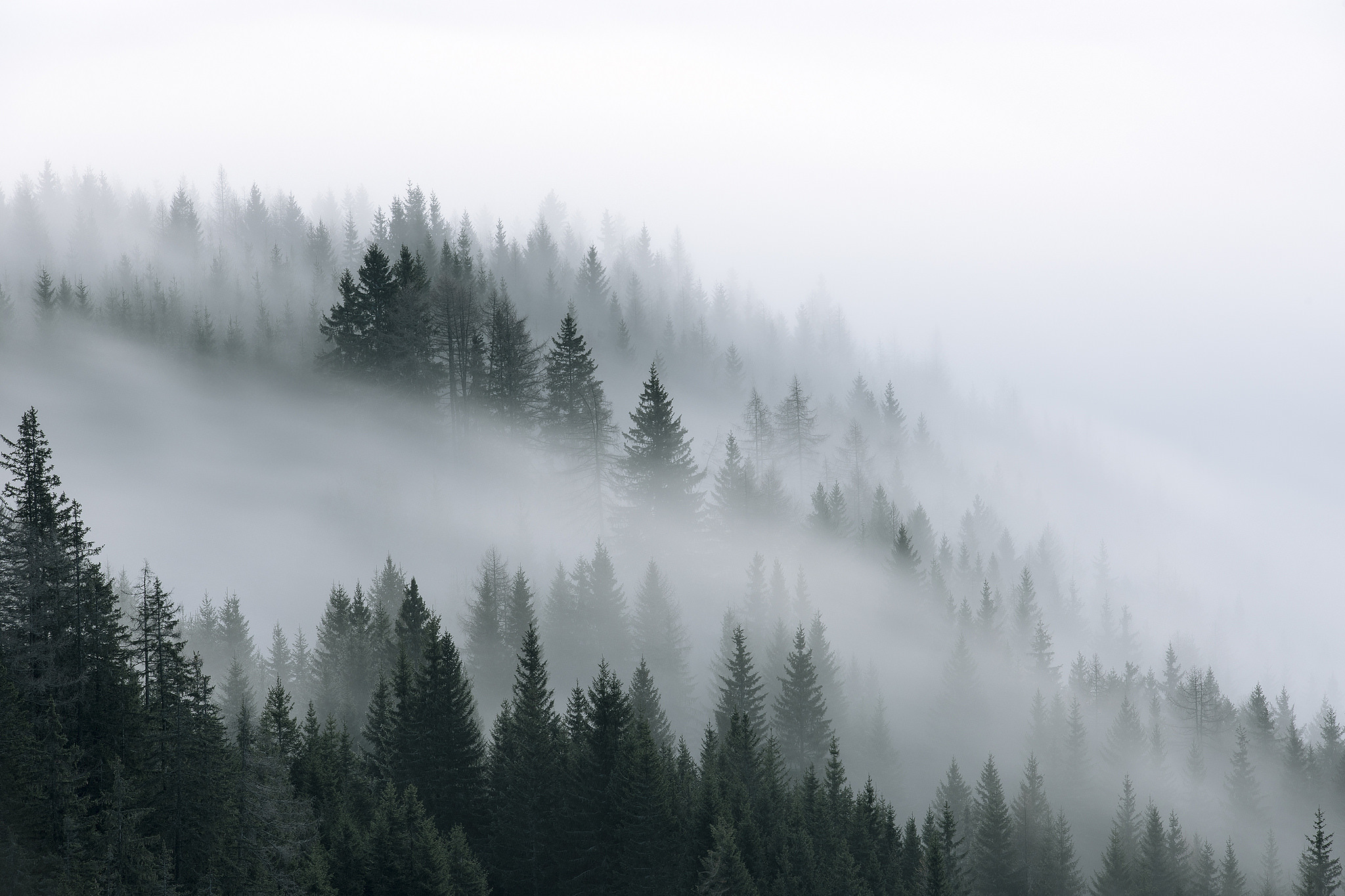 Wallpaper Green Pine Trees Covered With Fog, Background - Download Free ...