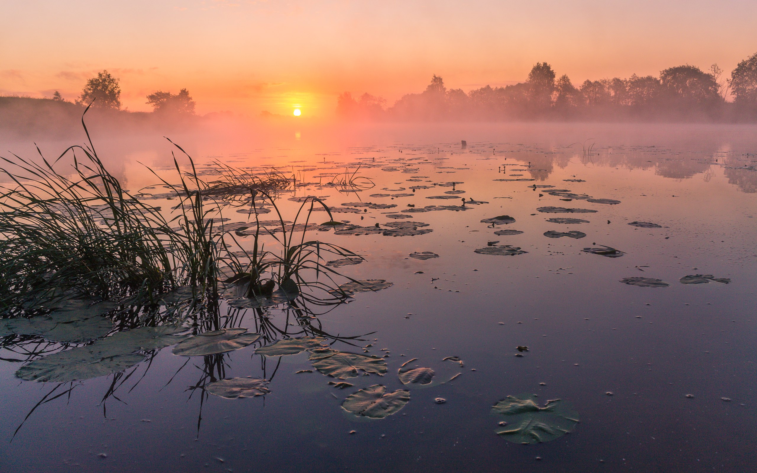 Wallpaper Green Grass on Water During Sunset, Background - Download ...