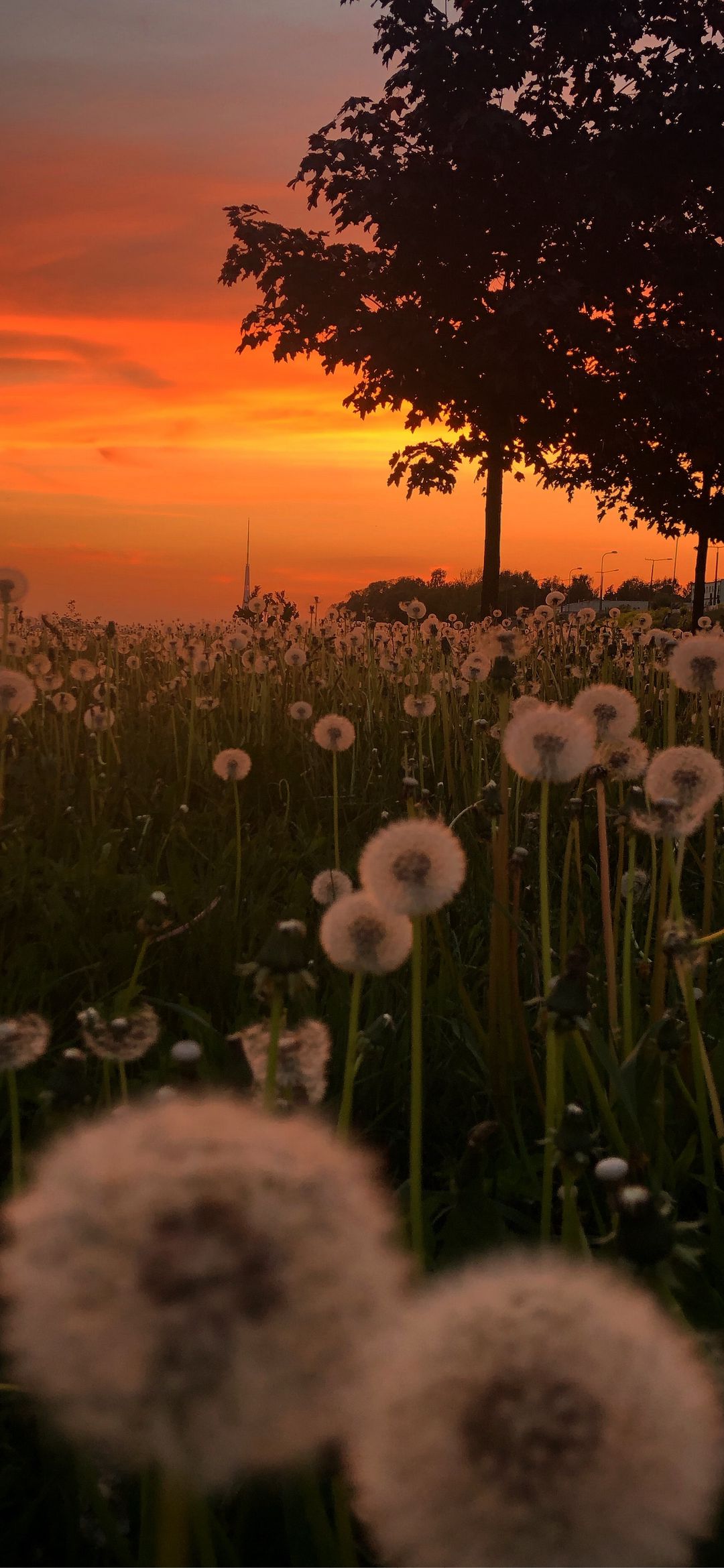 Dandelion Field Sunset