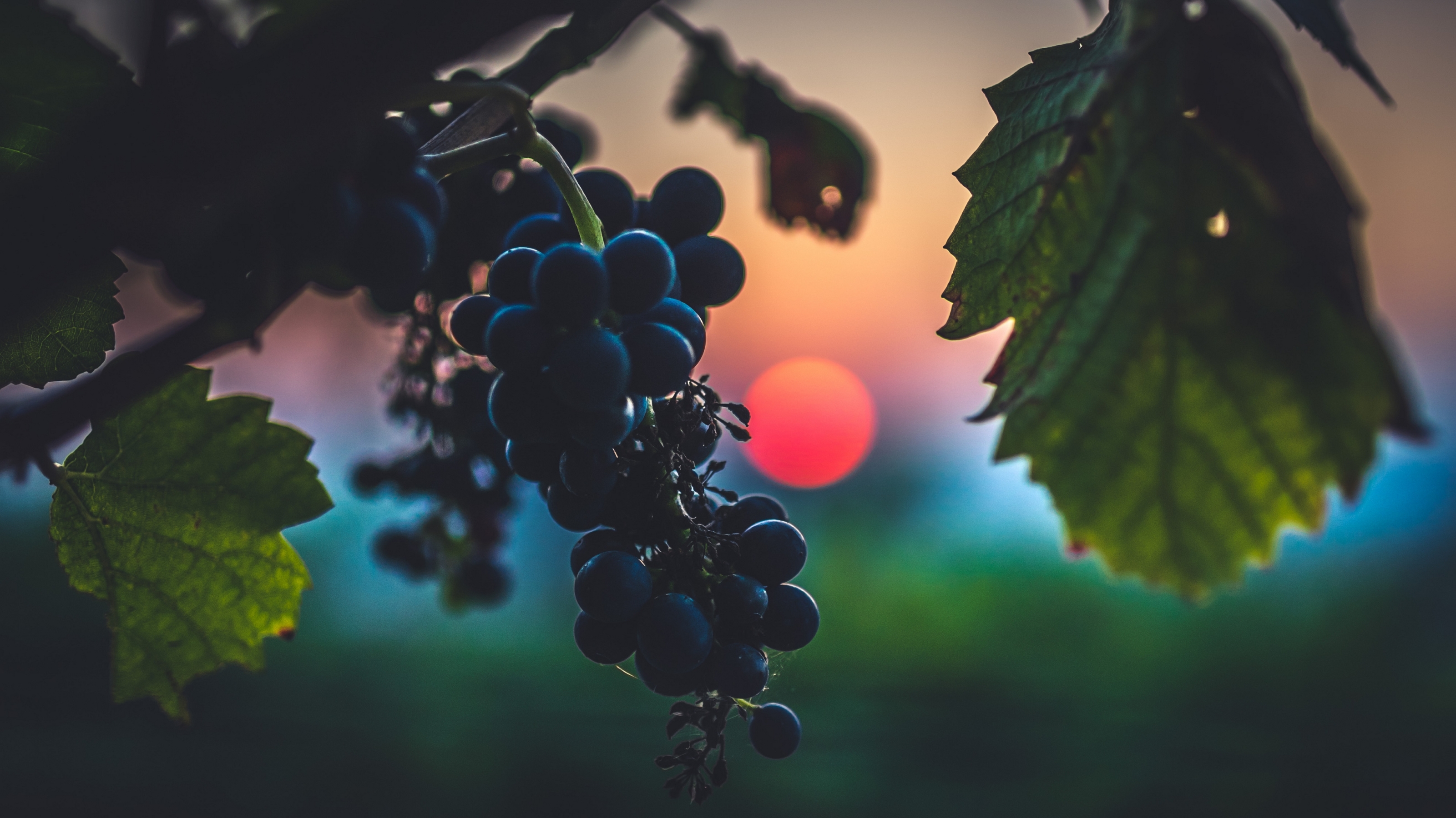 Grapes Fruit Wallpaper