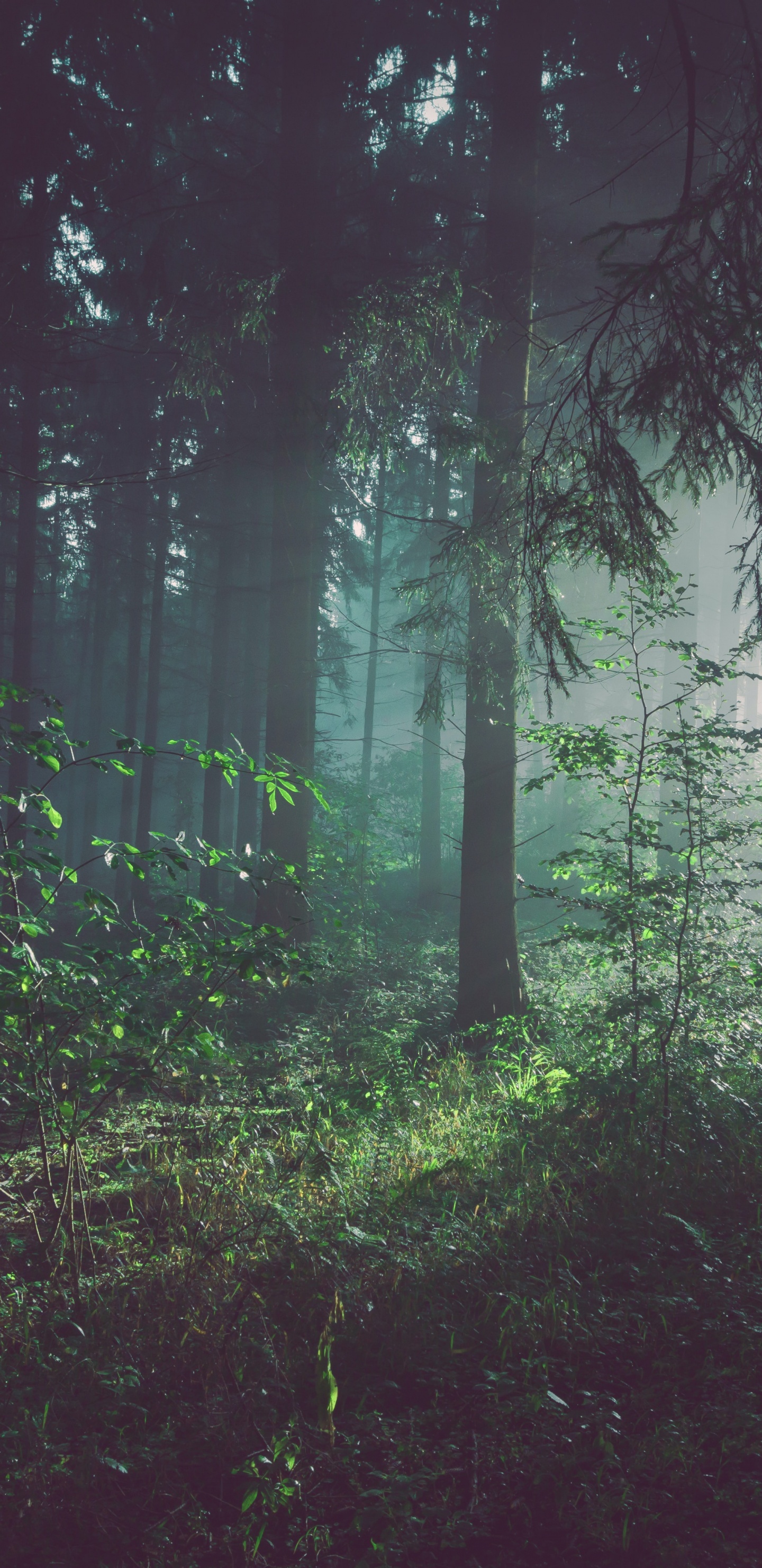 Forest Archetype, Forest, Where The Forest Meets The Stars, Tree ...