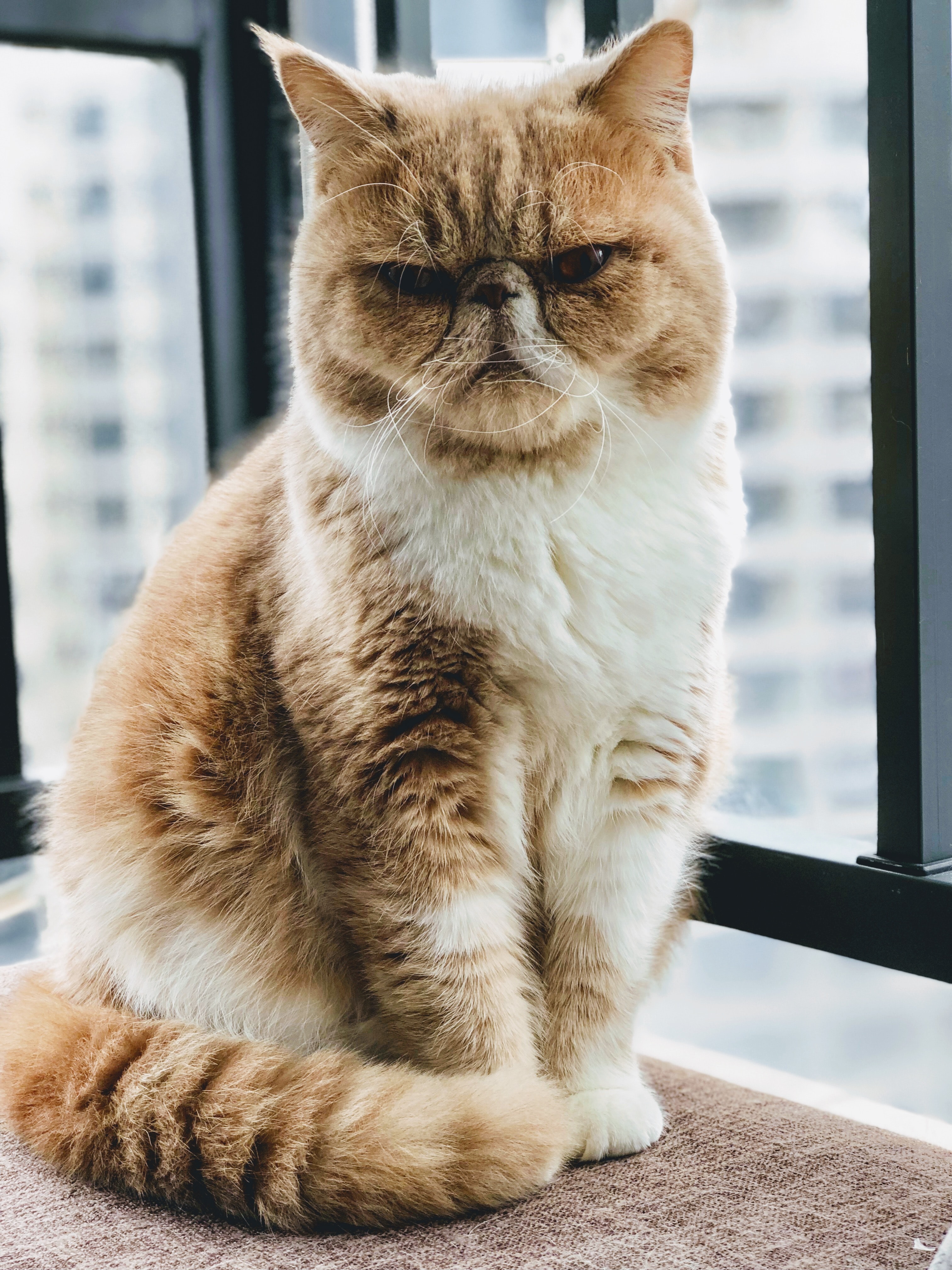 British Exotic Shorthair Cats