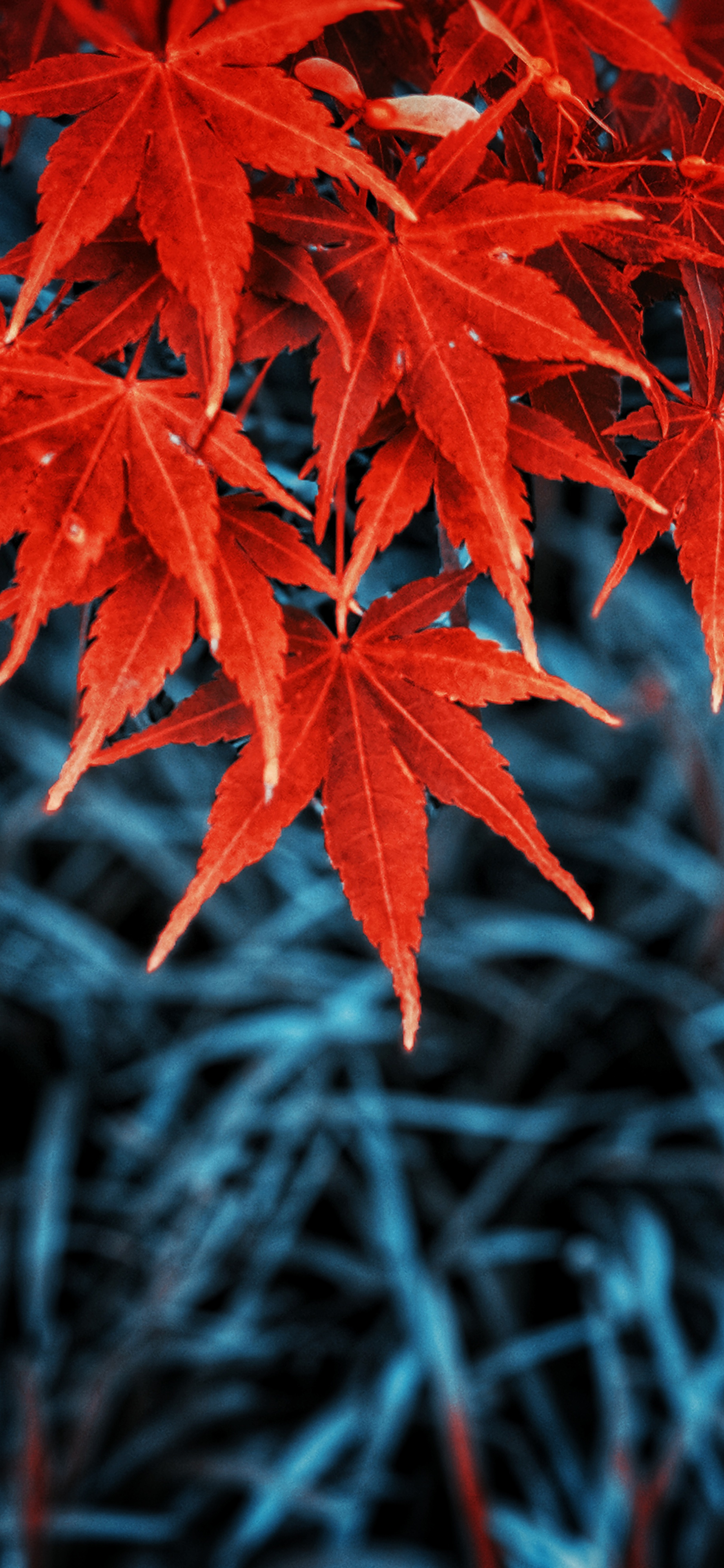 fall leaf wallpaper 4k